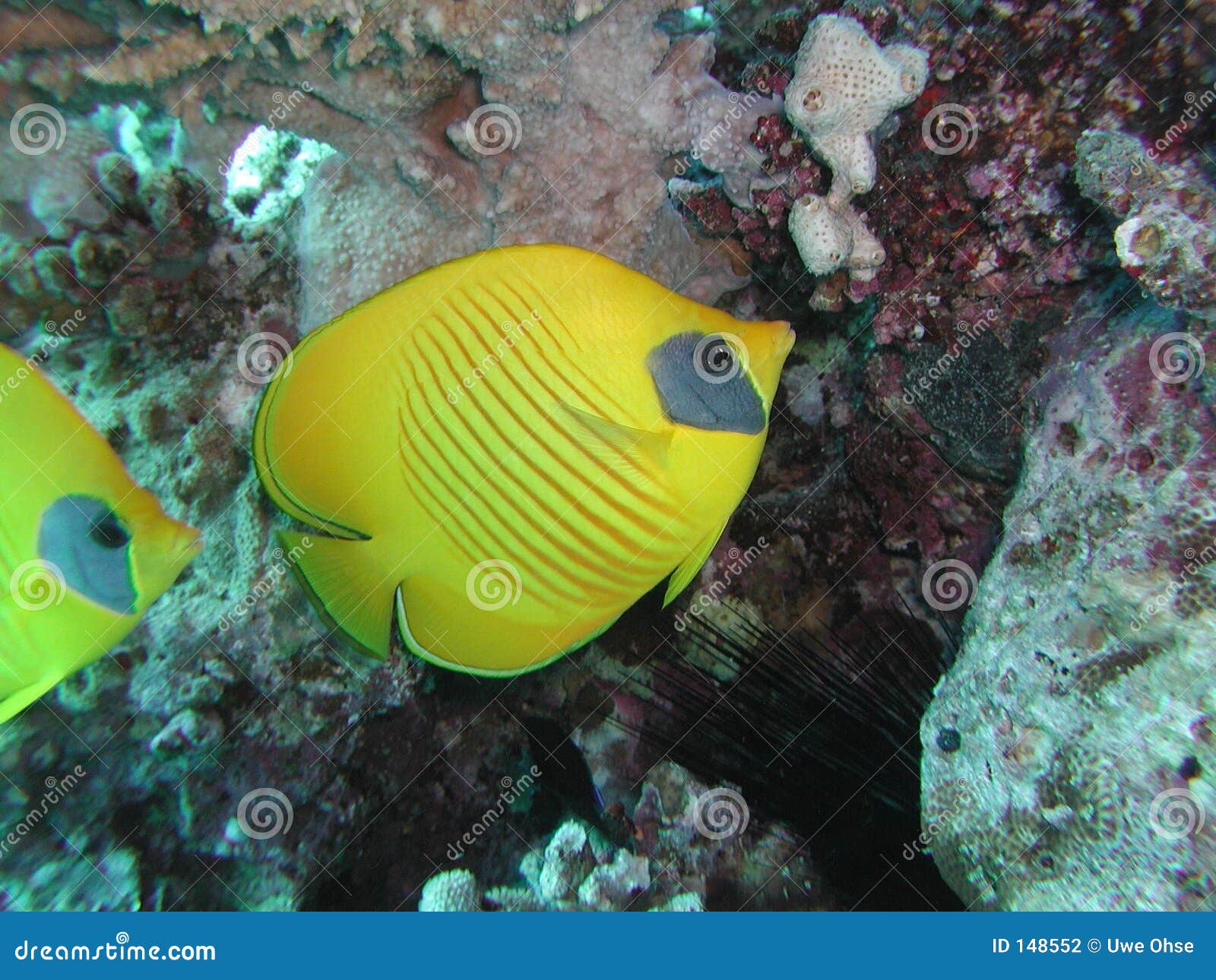 Golden Butterflyfish stock photo. Image of marine, egypt - 148552
