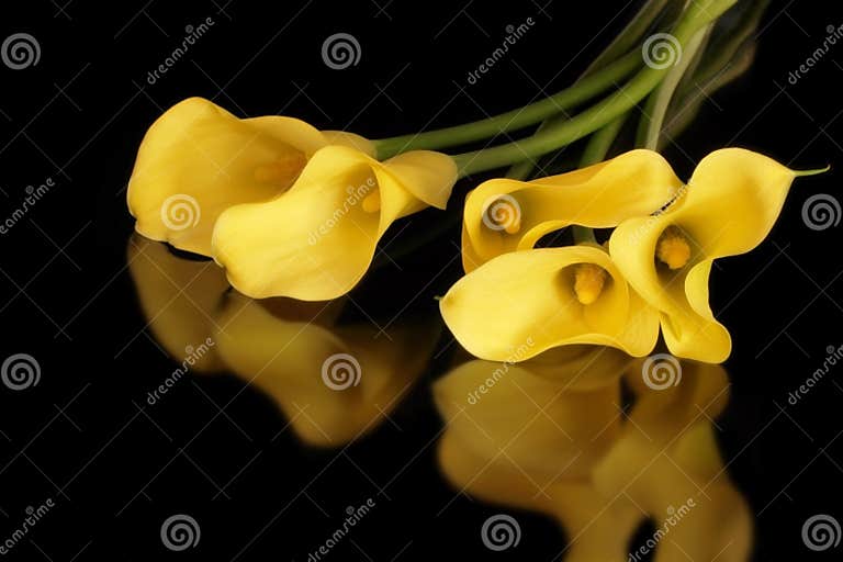 Golden Calla Lilies stock image. Image of reflection, isolated - 3396955