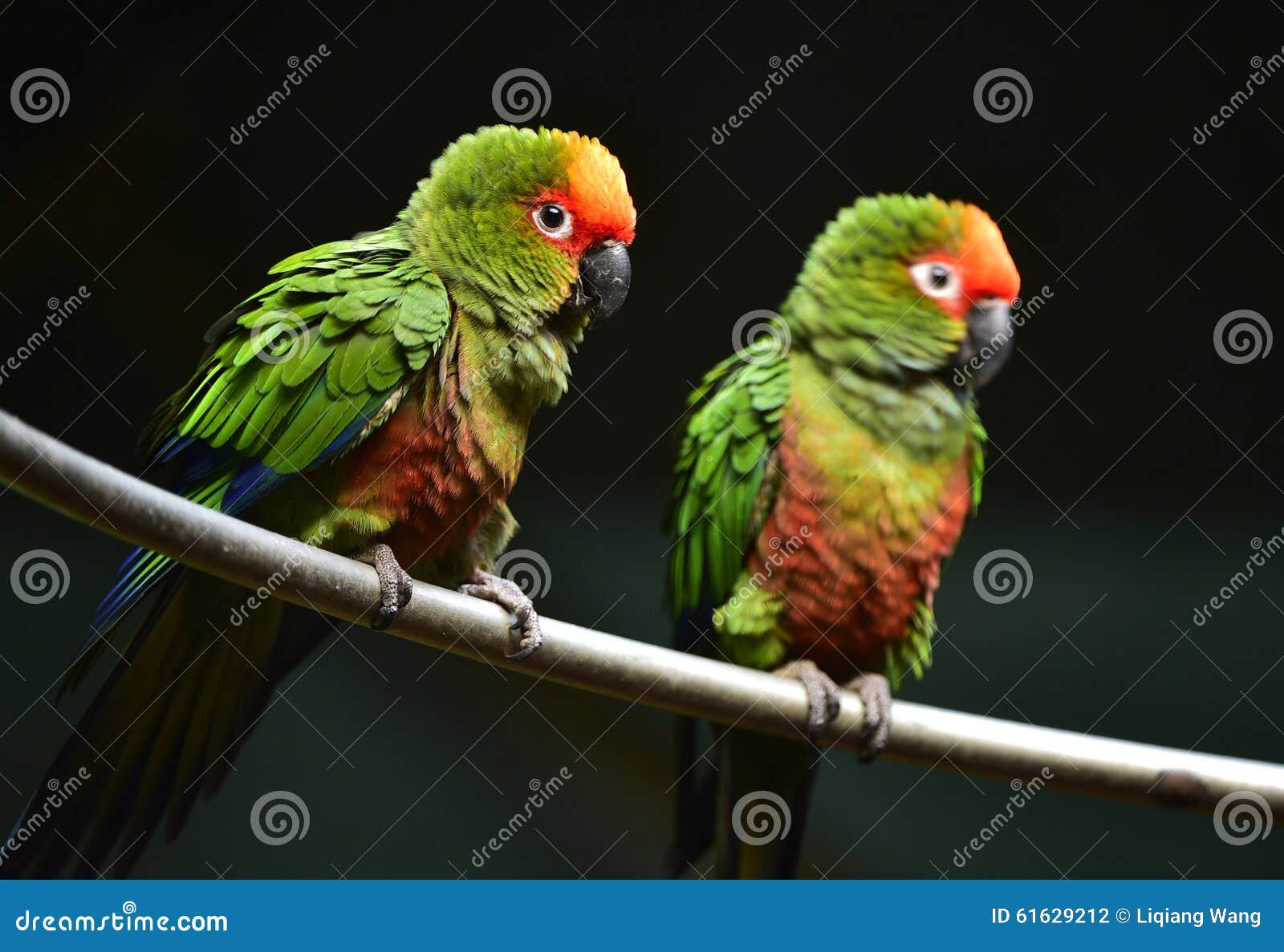 Golden-capped Parakeet stock photo. Image of illustrations - 61629212