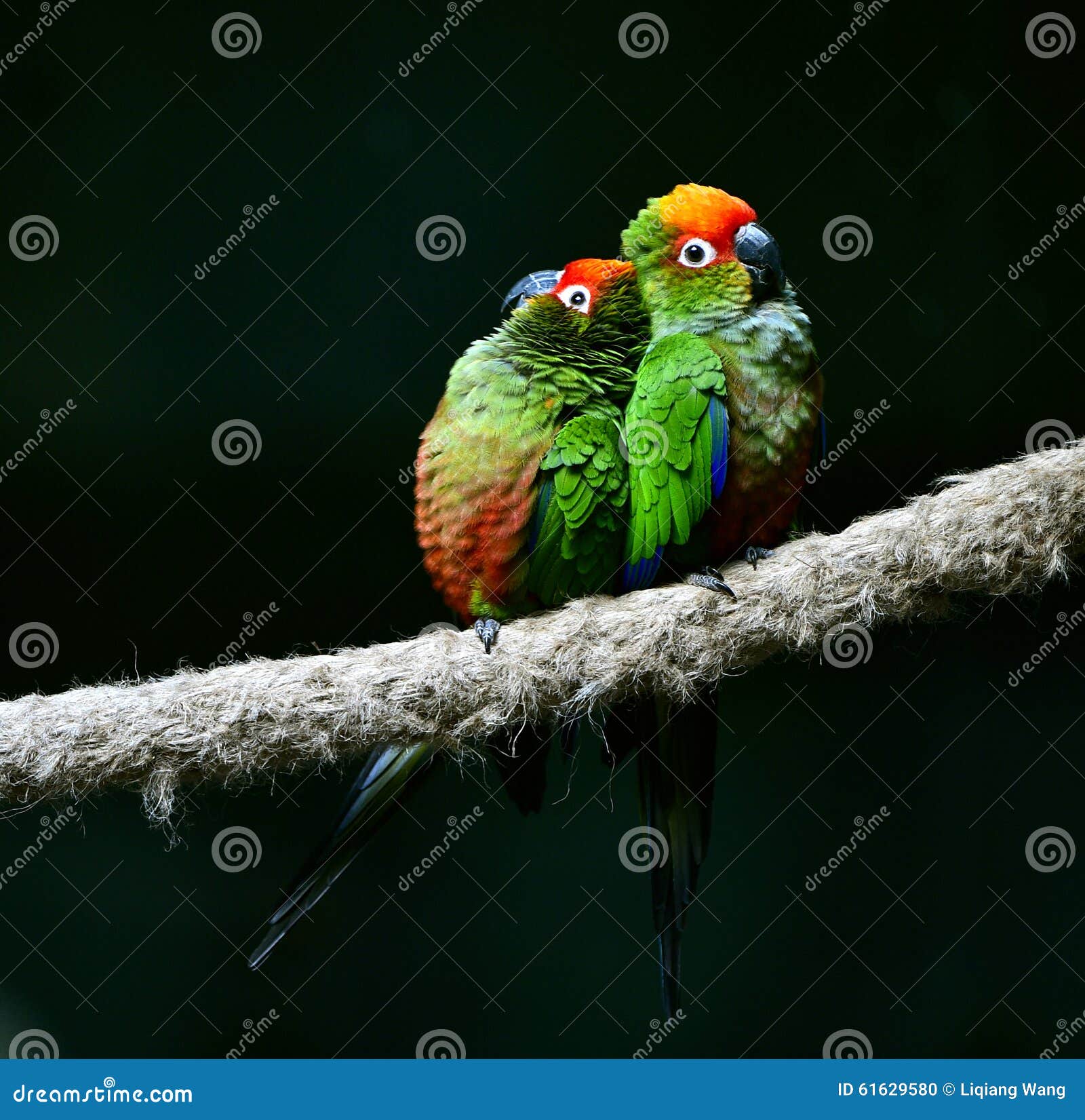 Golden-capped Parakeet stock photo. Image of landscape - 61629580