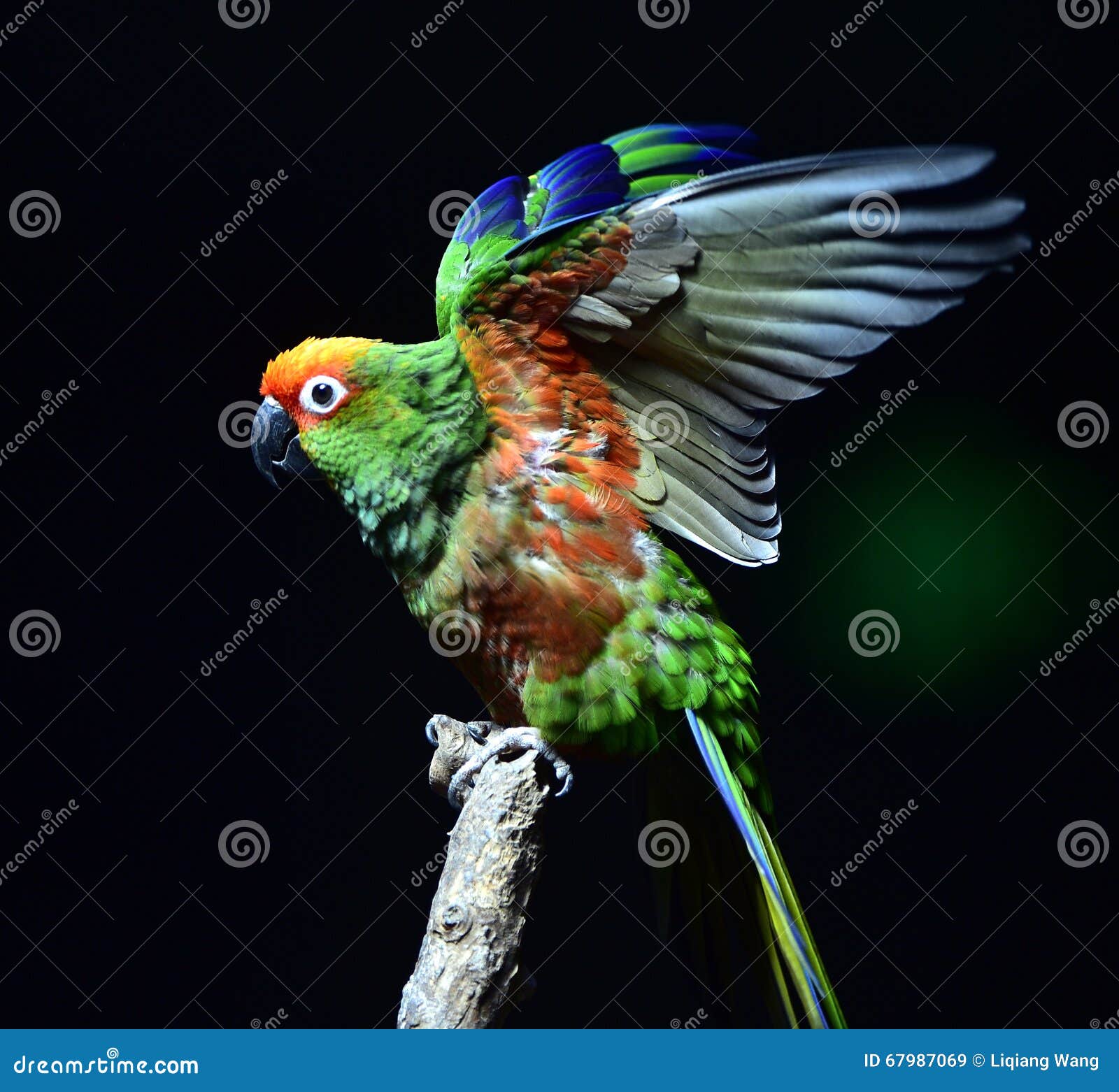 Golden-capped Parakeet stock image. Image of color, golden - 67987069