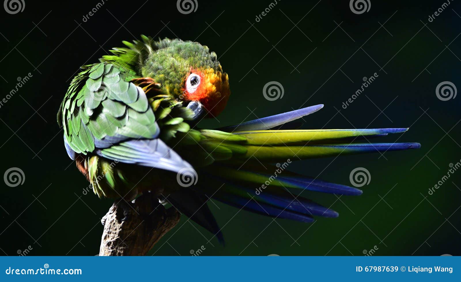 Golden-capped Parakeet stock image. Image of capped, birds - 67987639