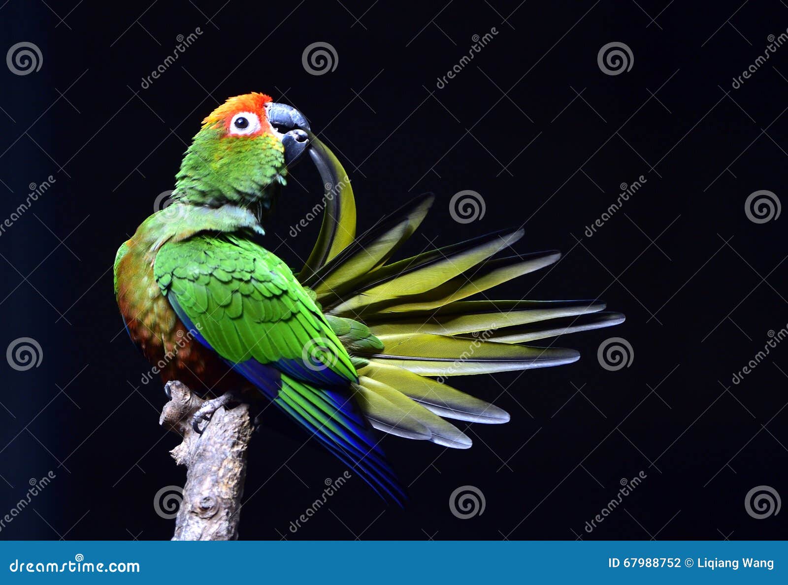 Golden-capped Parakeet stock photo. Image of golden, birds - 67988752