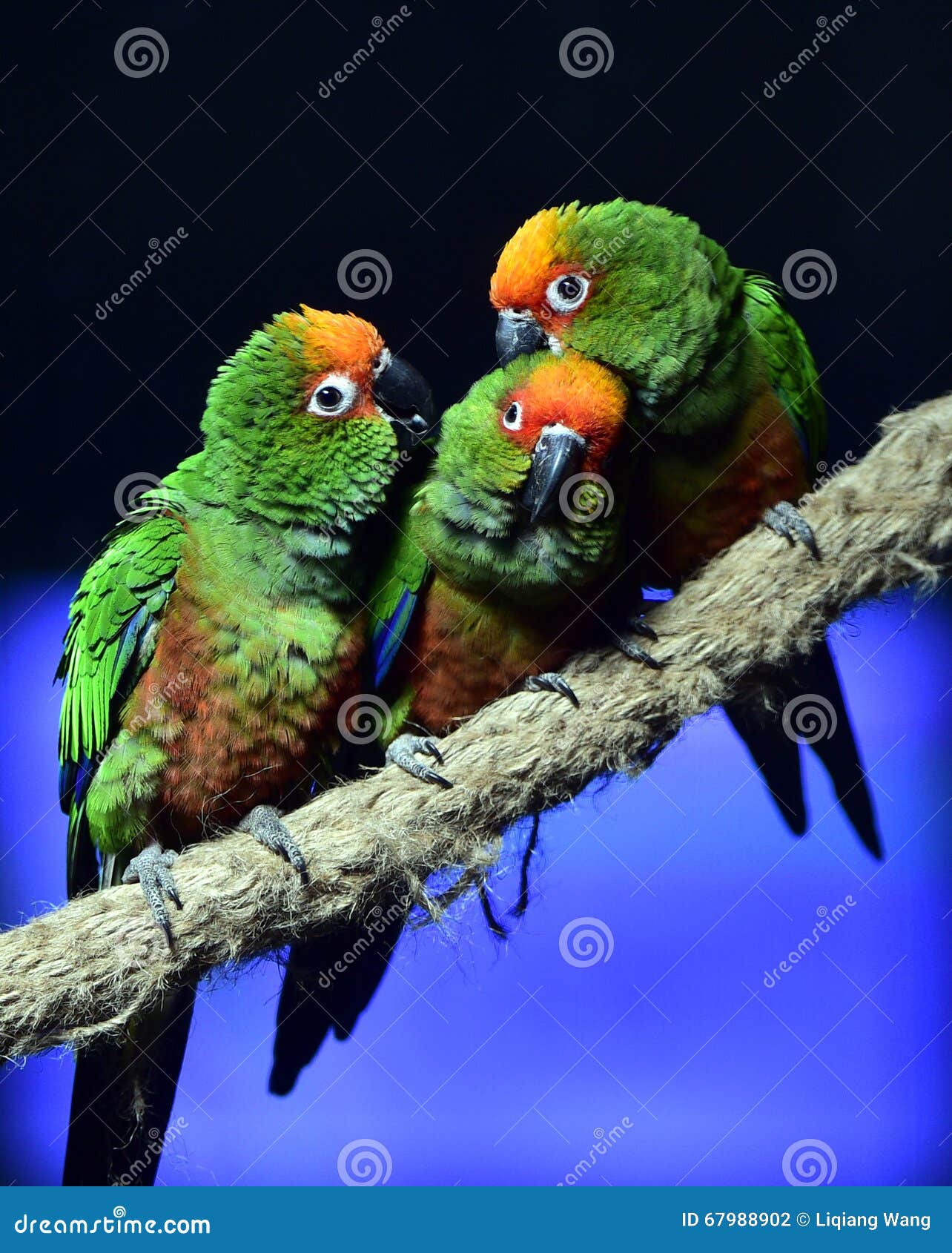 Golden-capped Parakeet stock photo. Image of pattern - 67988902