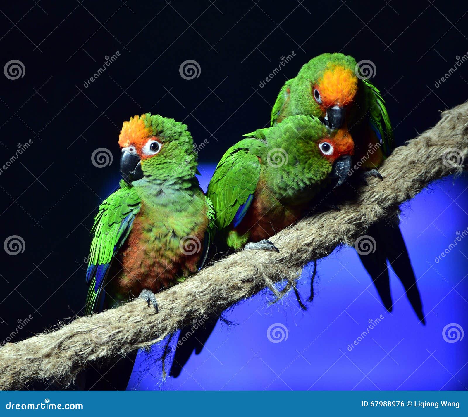 Golden-capped Parakeet stock photo. Image of feathers - 67988976