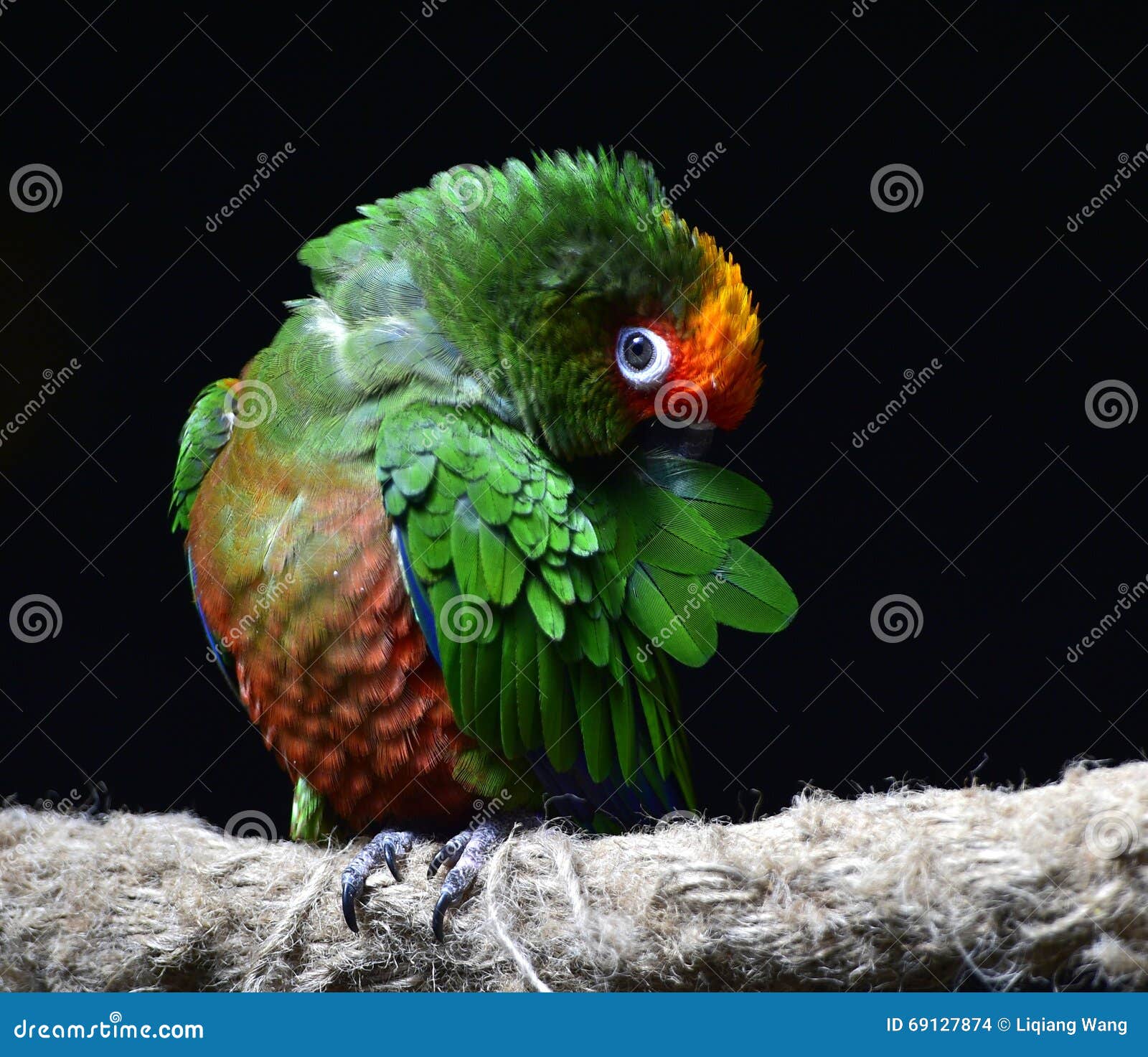 Golden-capped Parakeet stock photo. Image of foraging - 69127874