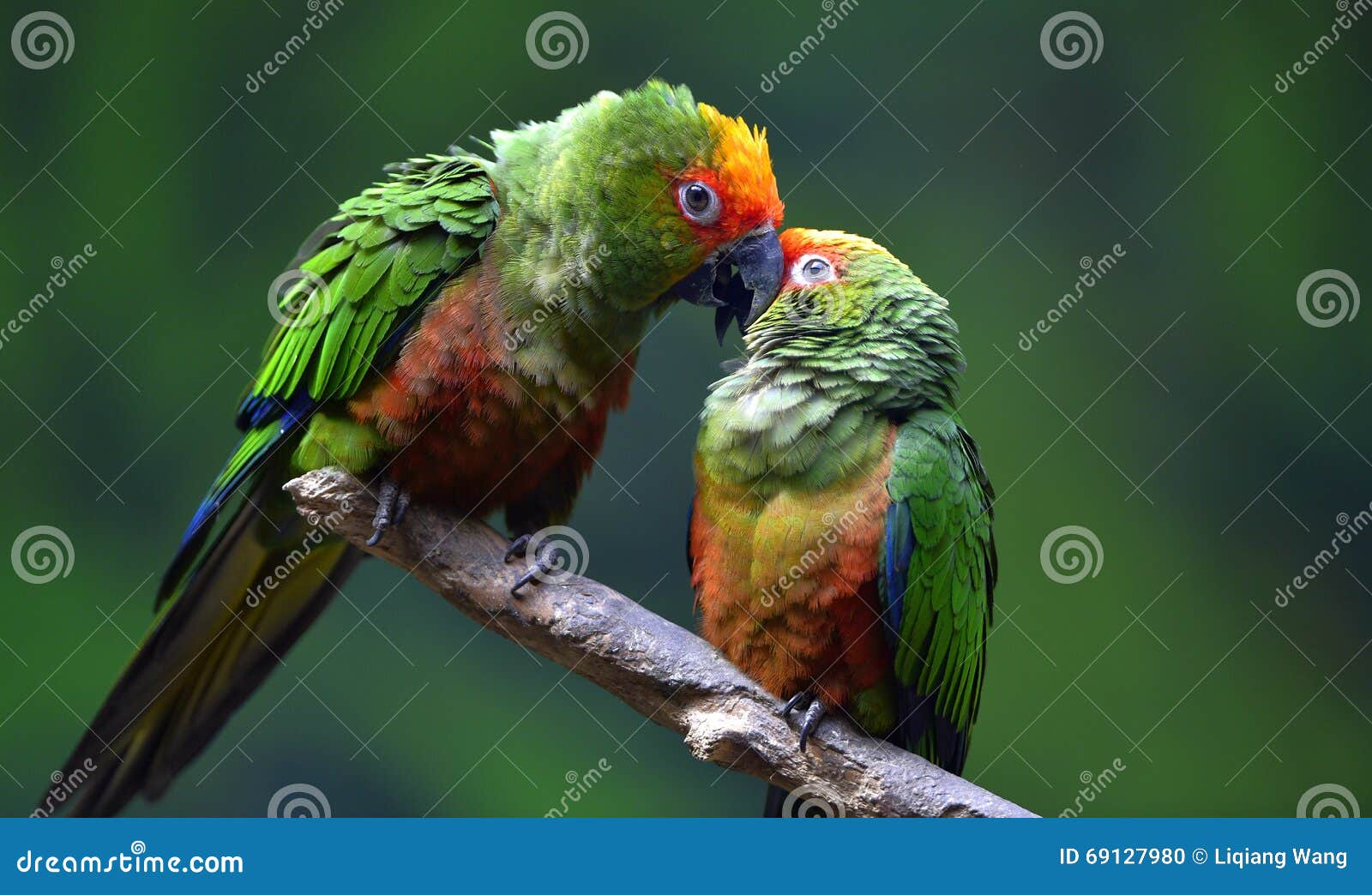 Golden-capped Parakeet stock photo. Image of animal, woods - 69127980