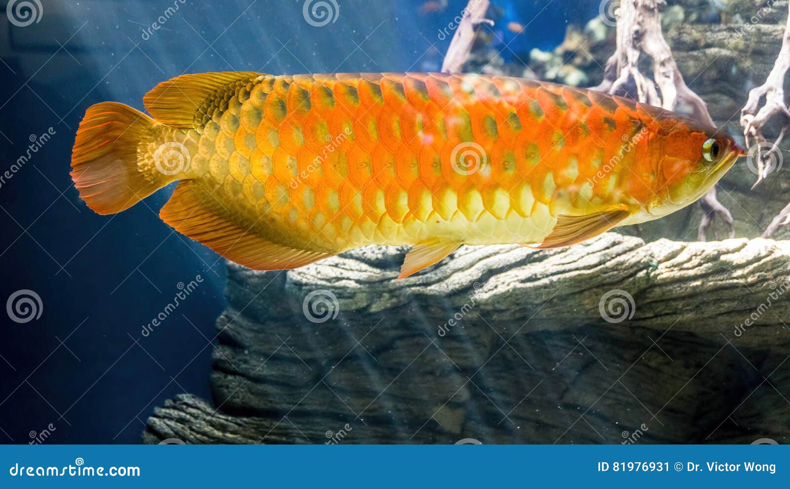 Golden carp stock image. Image of asian, golden, goldfish - 81976931