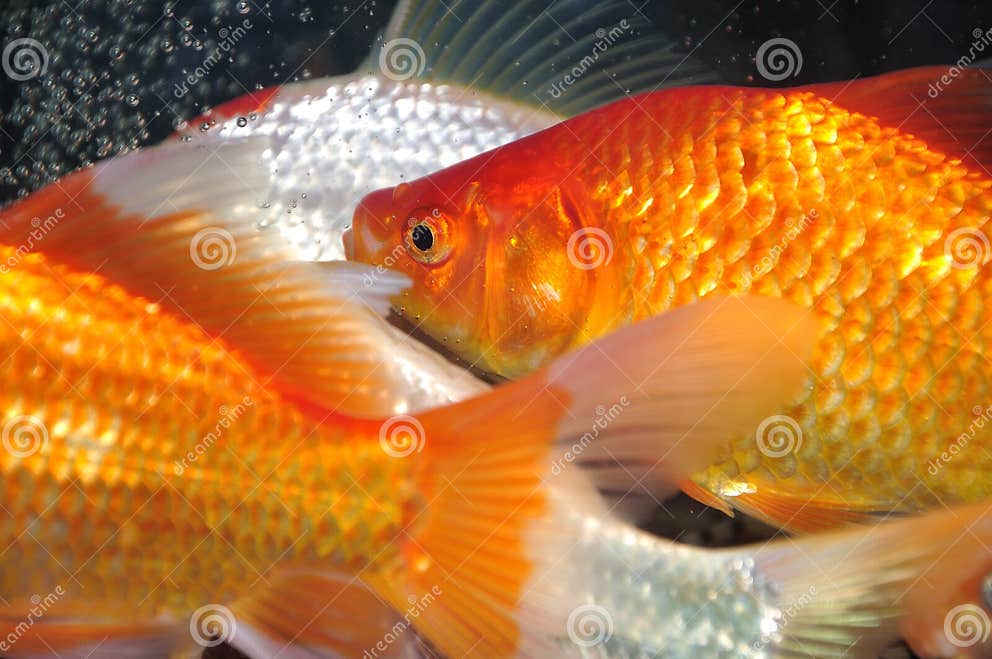 Golden carp fish stock image. Image of cyprinoid, colorful - 15920929