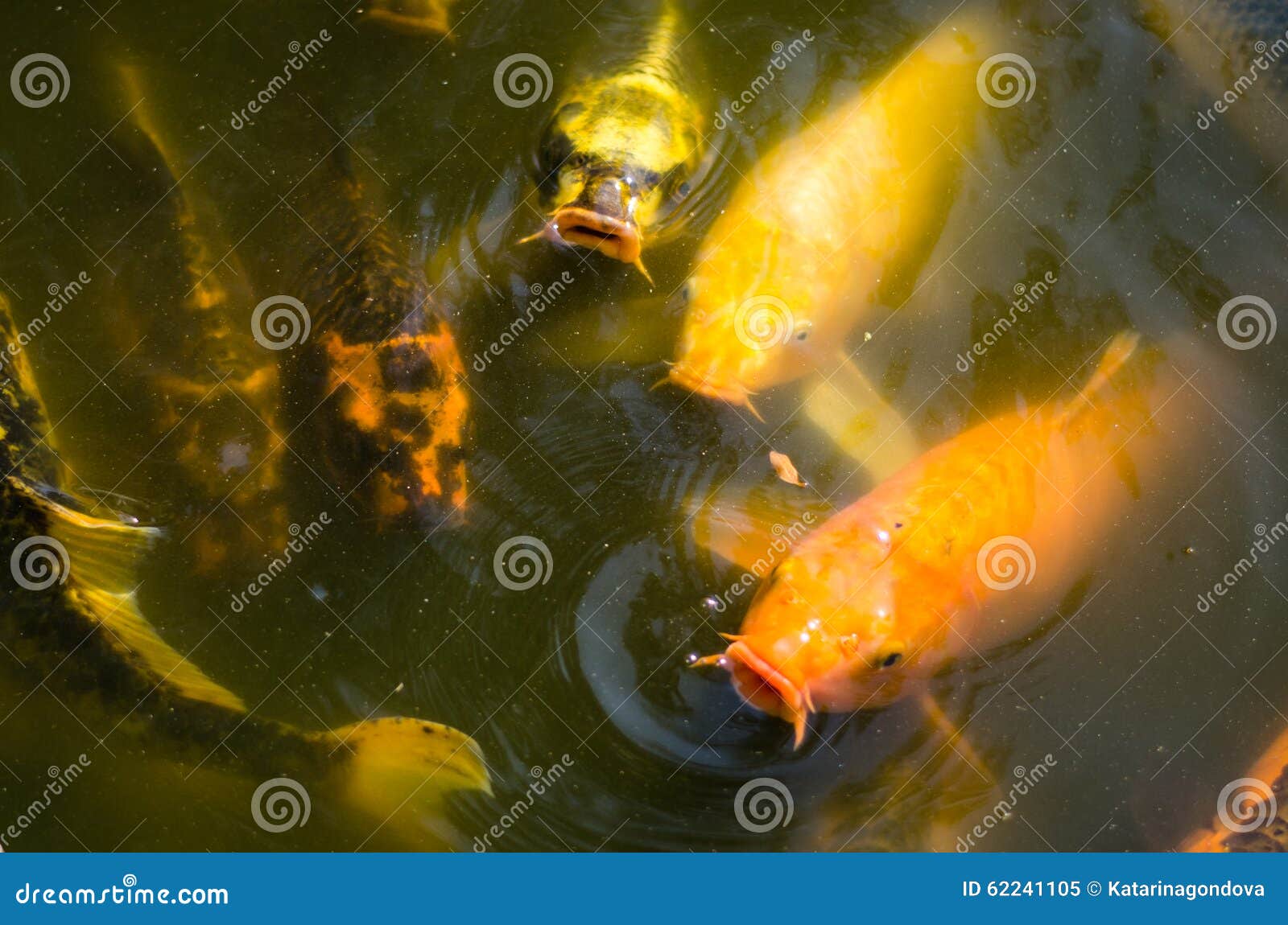 Golden carp fish stock image. Image of feeding, fauna - 62241105