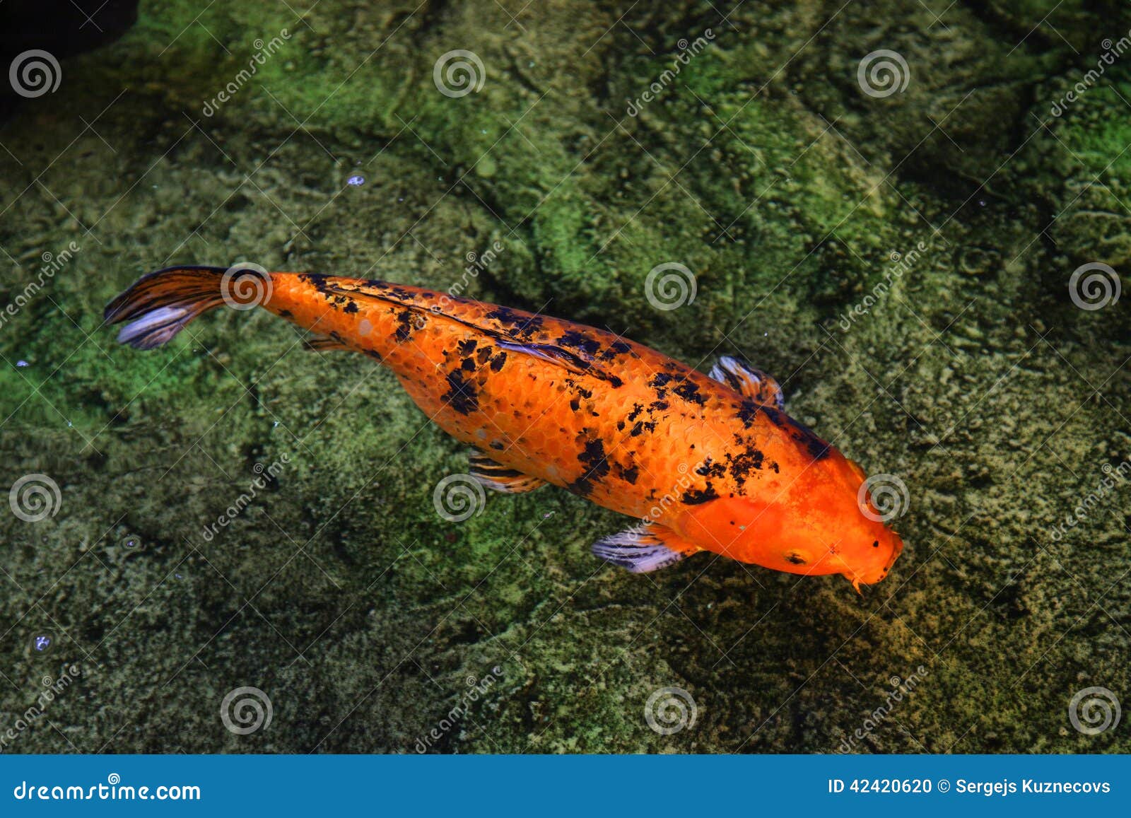 Golden carp stock photo. Image of carp, golden, aquarium - 42420620