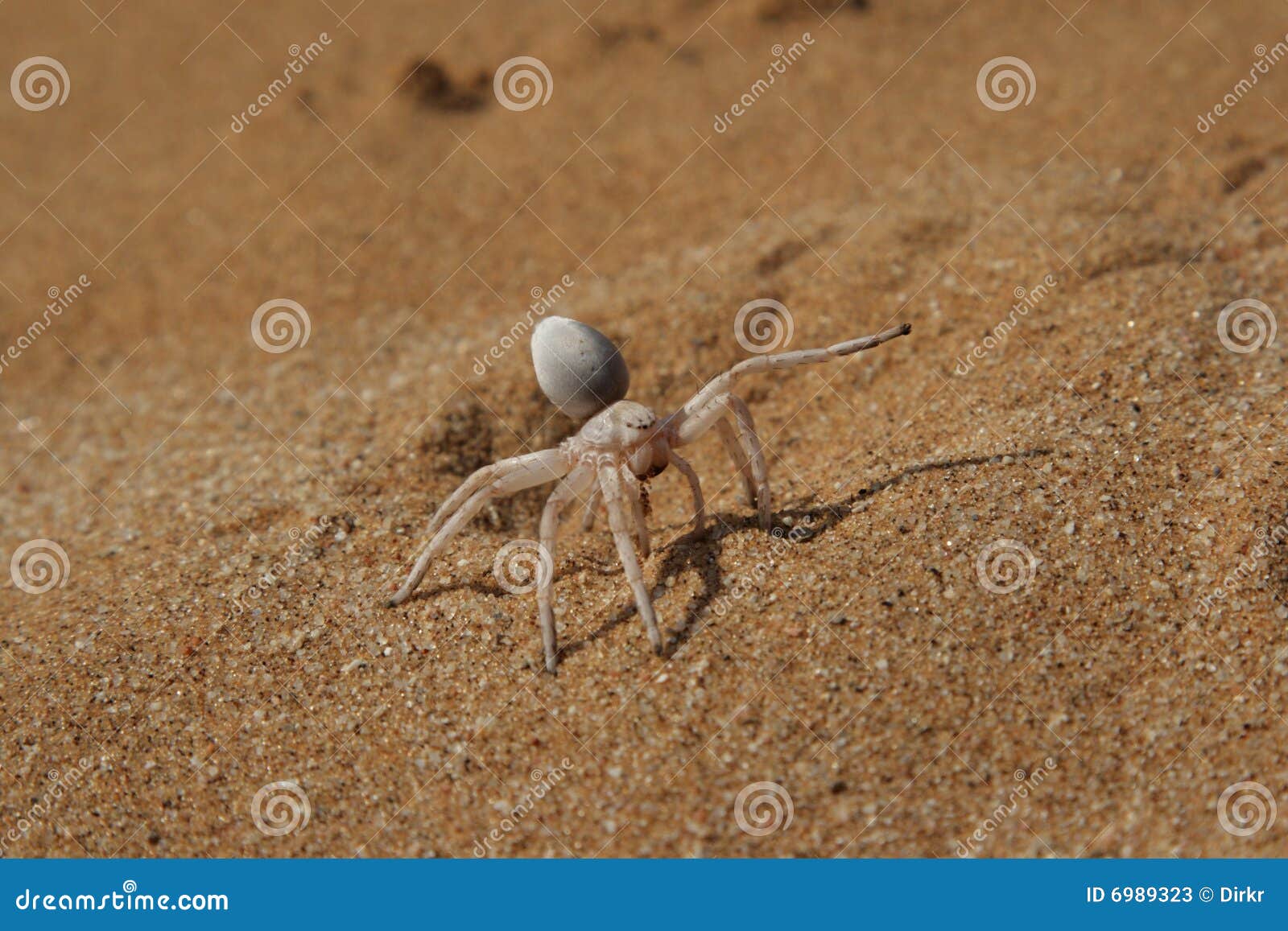 Golden Cartwheeling Spider stock image. Image of desert - 6989323
