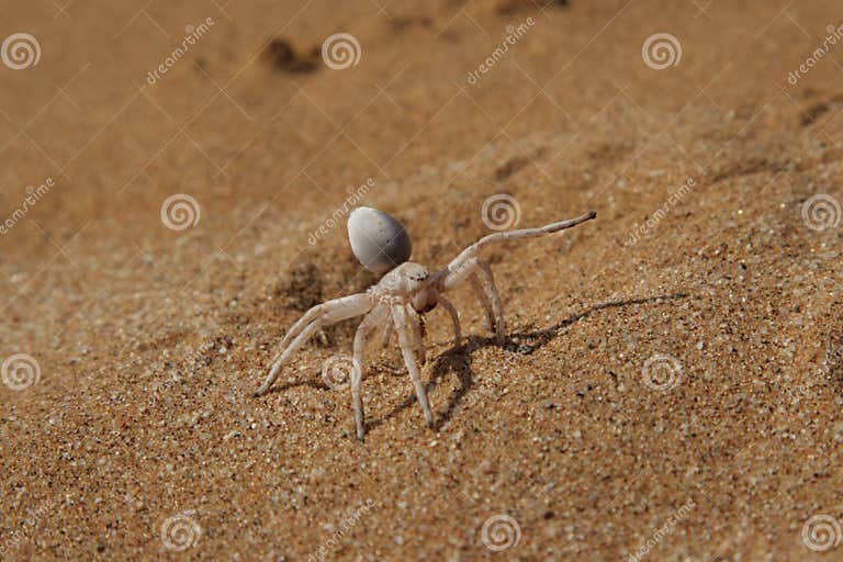 Golden Cartwheeling Spider stock image. Image of desert - 6989323