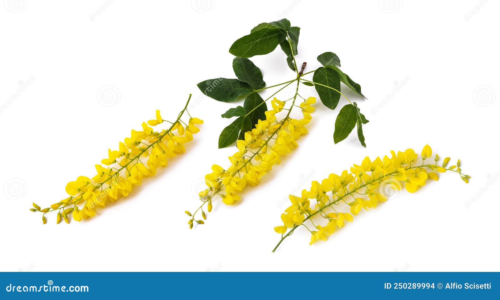 Golden chain stock photo. Image of plant, flowering - 250289994