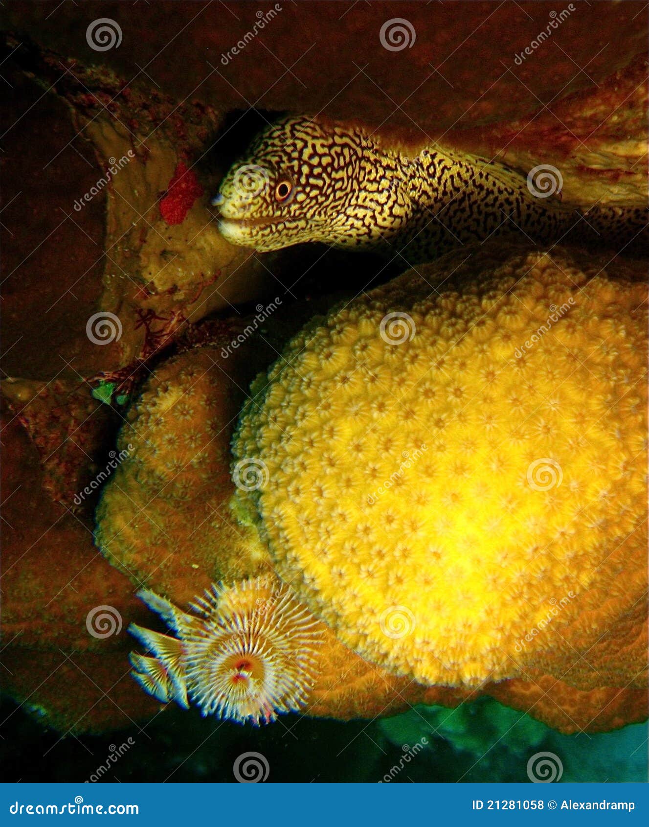 Golden Chain Moray Eel stock photo. Image of tropical - 21281058