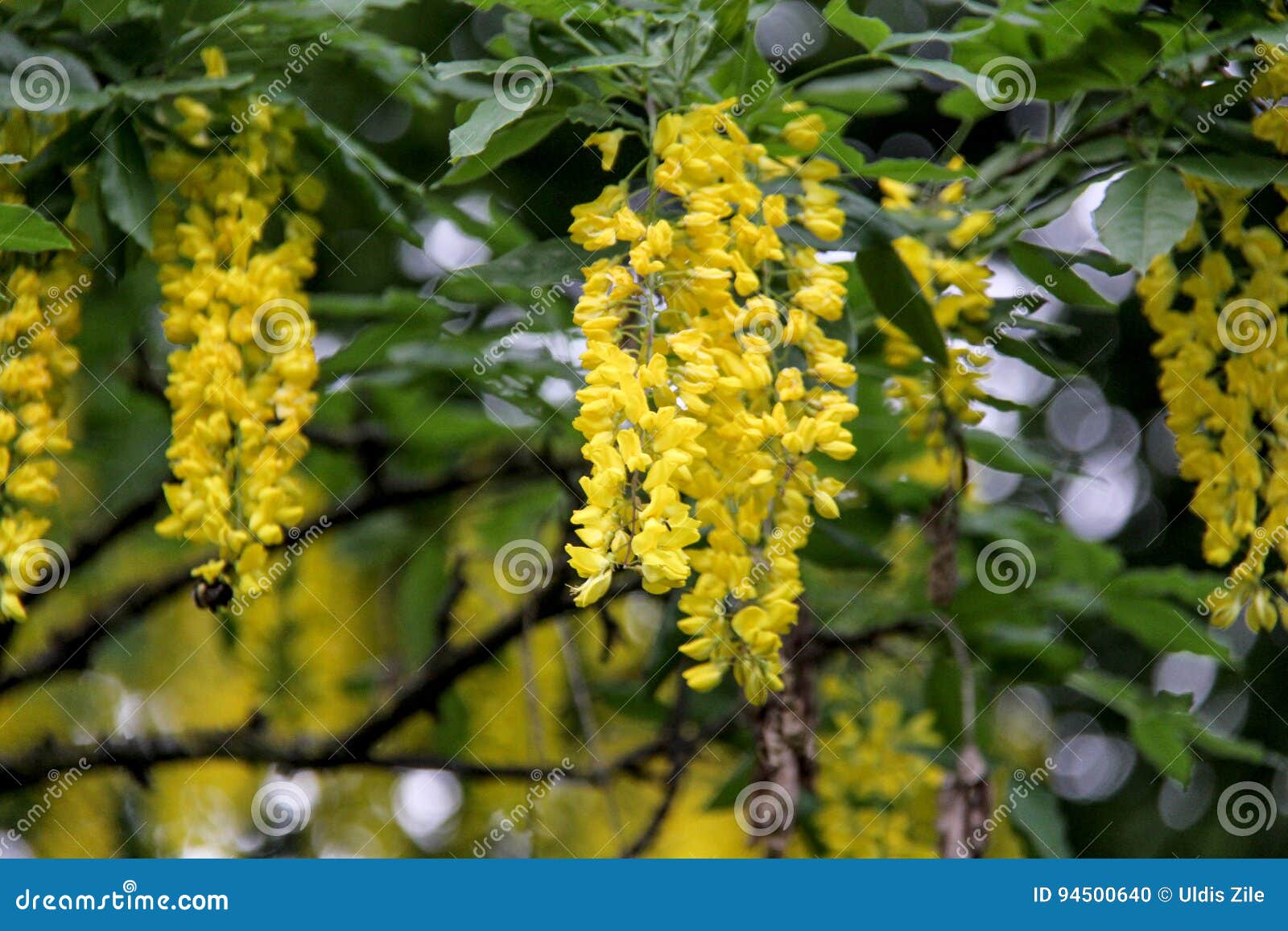 Golden chain tree stock photo. Image of florescence, blossom - 94500640