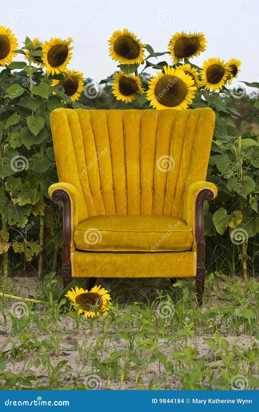 Golden Chair and Sunflowers Stock Photo - Image of comfortable, blossom ...