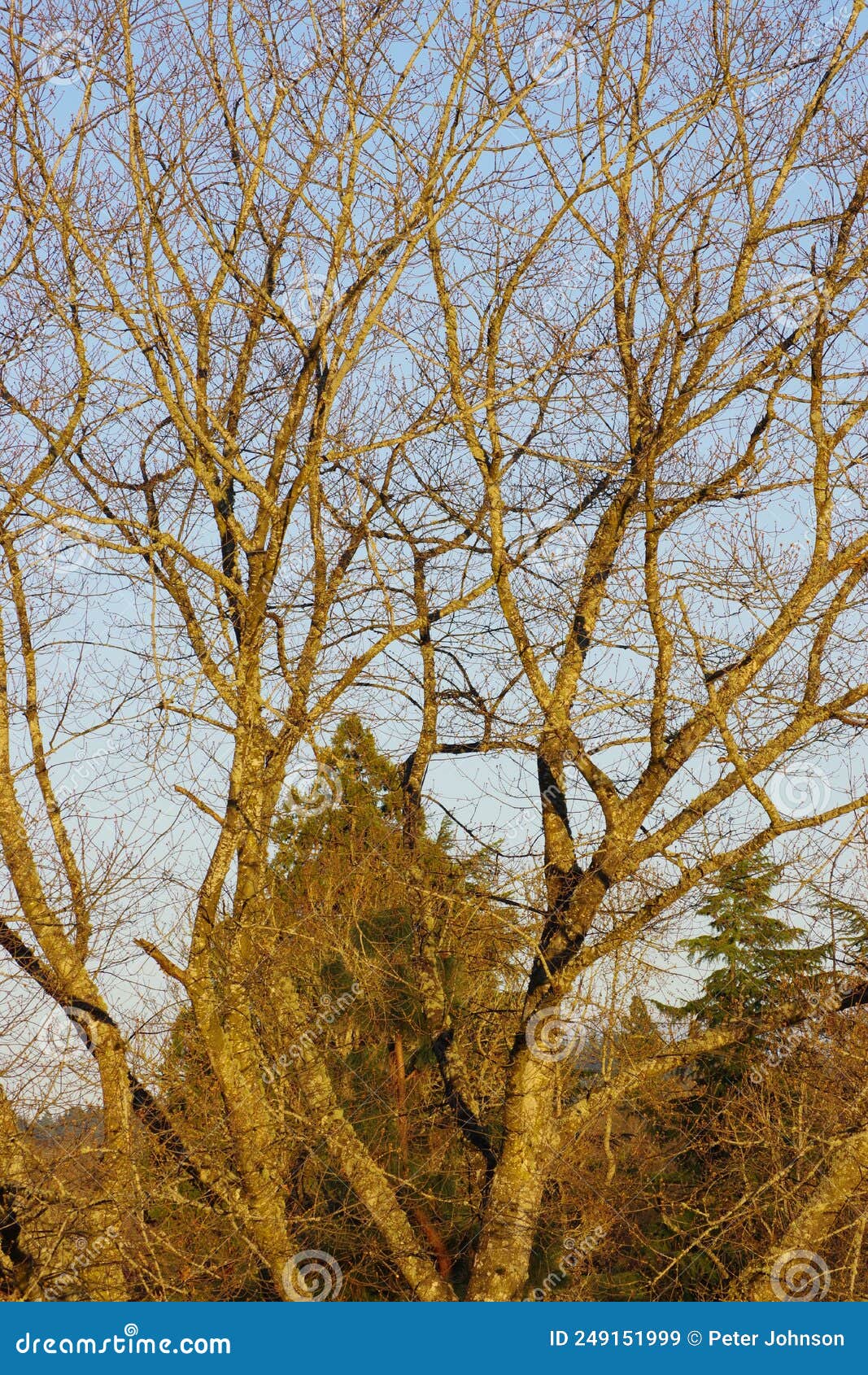 Golden Chestnut Tree in Spring Stock Image - Image of background, light ...