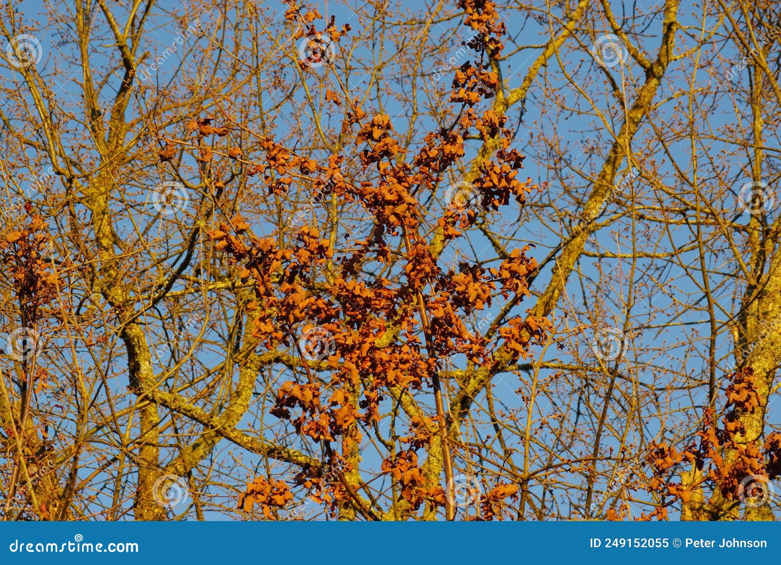 Golden Chestnut Tree in Spring Stock Image - Image of background ...