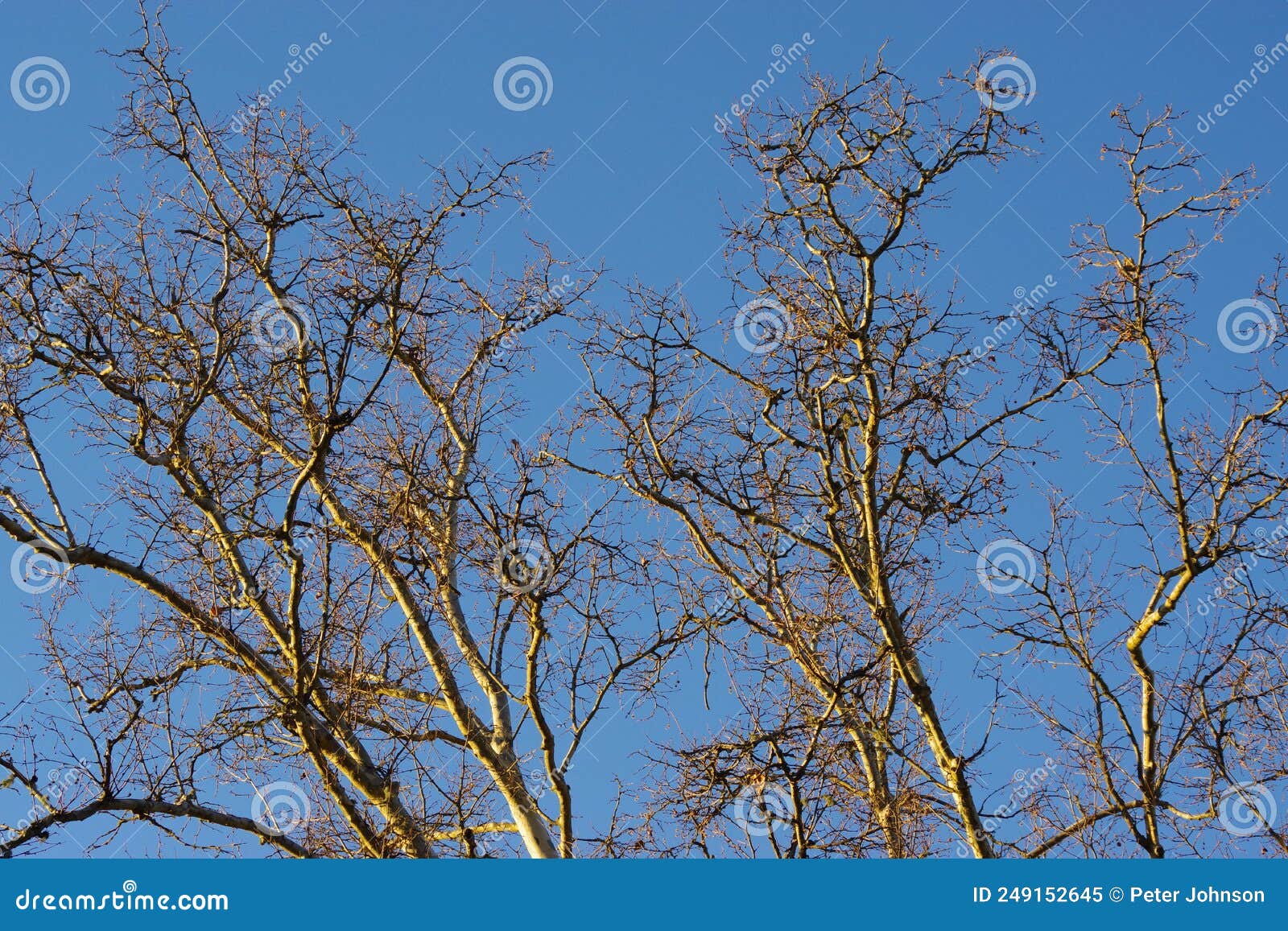 Golden Chestnut Tree in Spring Stock Image - Image of spring, light ...