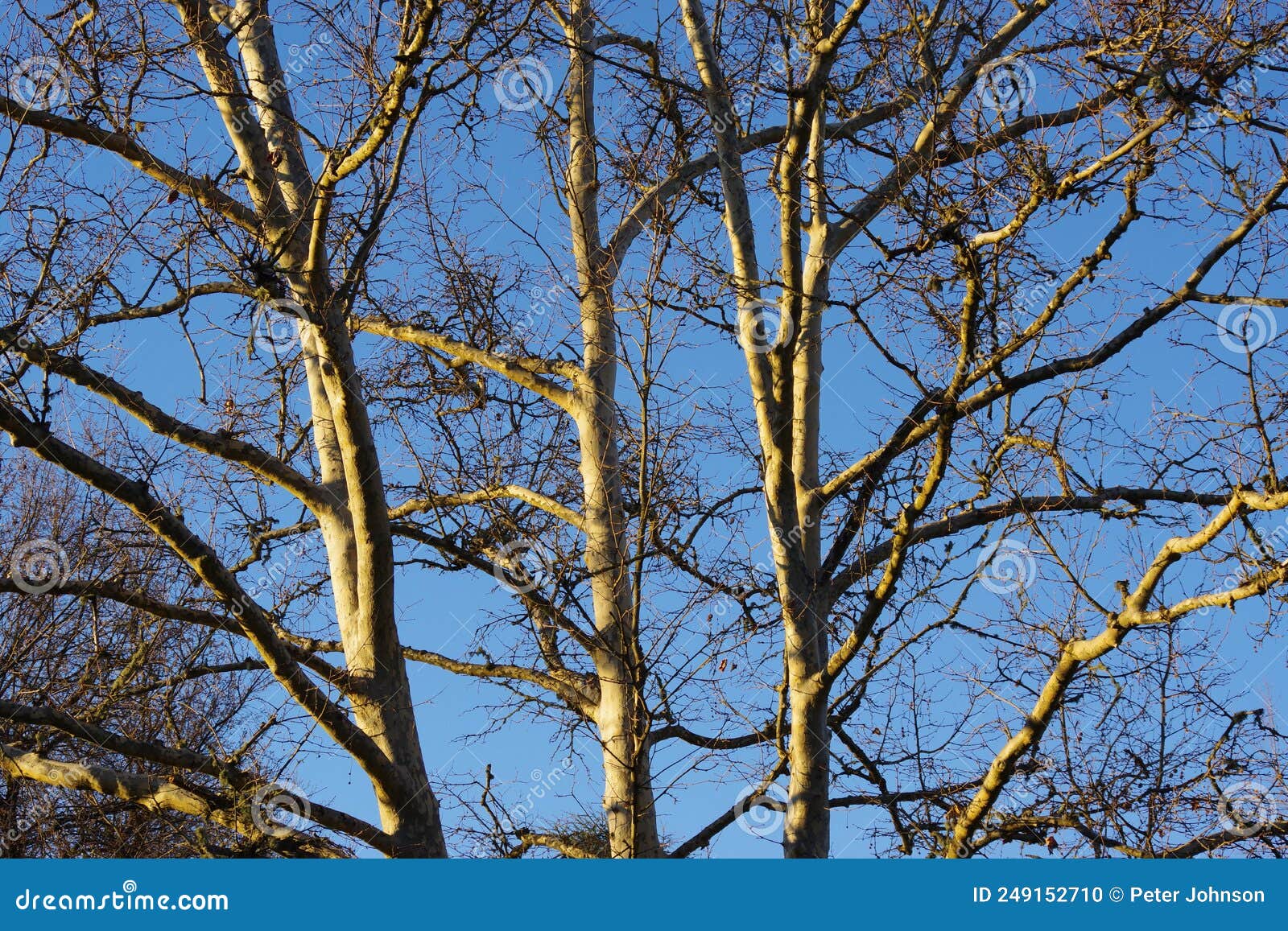 Golden Chestnut Tree in Spring Stock Photo - Image of tree, chestnut ...