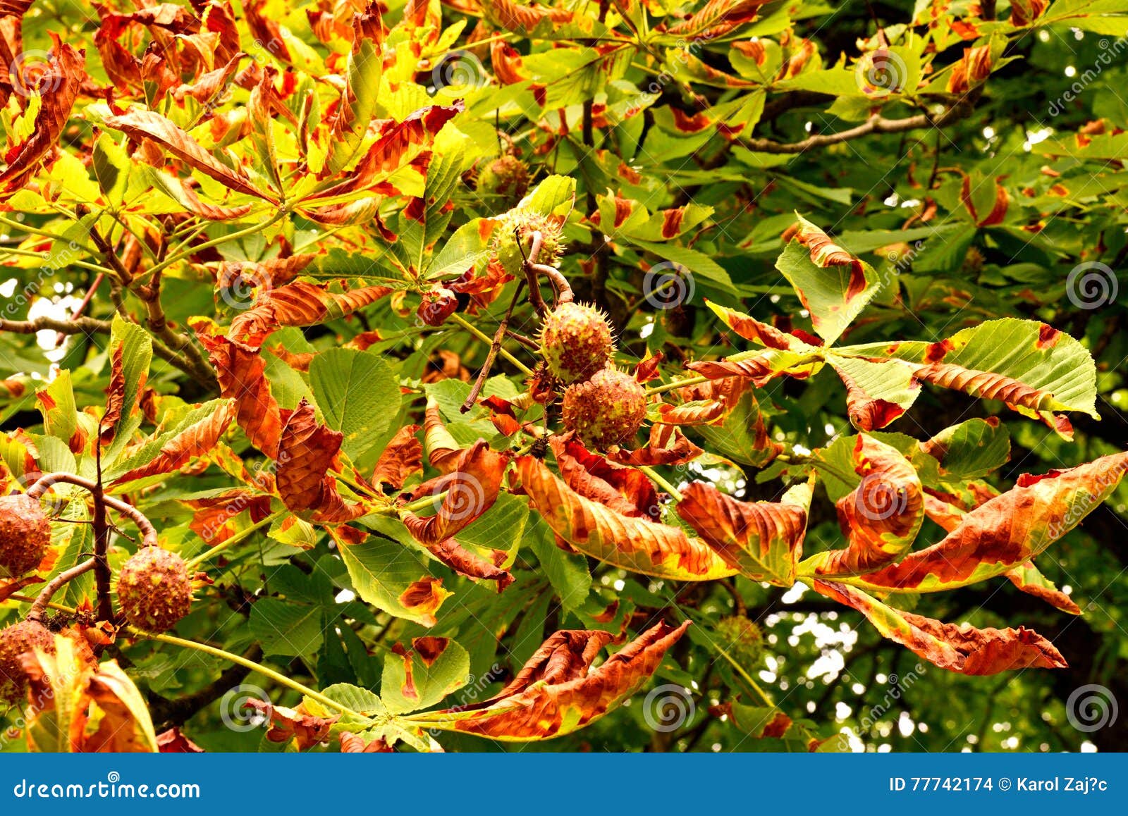 Golden chestnuts stock photo. Image of tree, walk, seasonal - 77742174