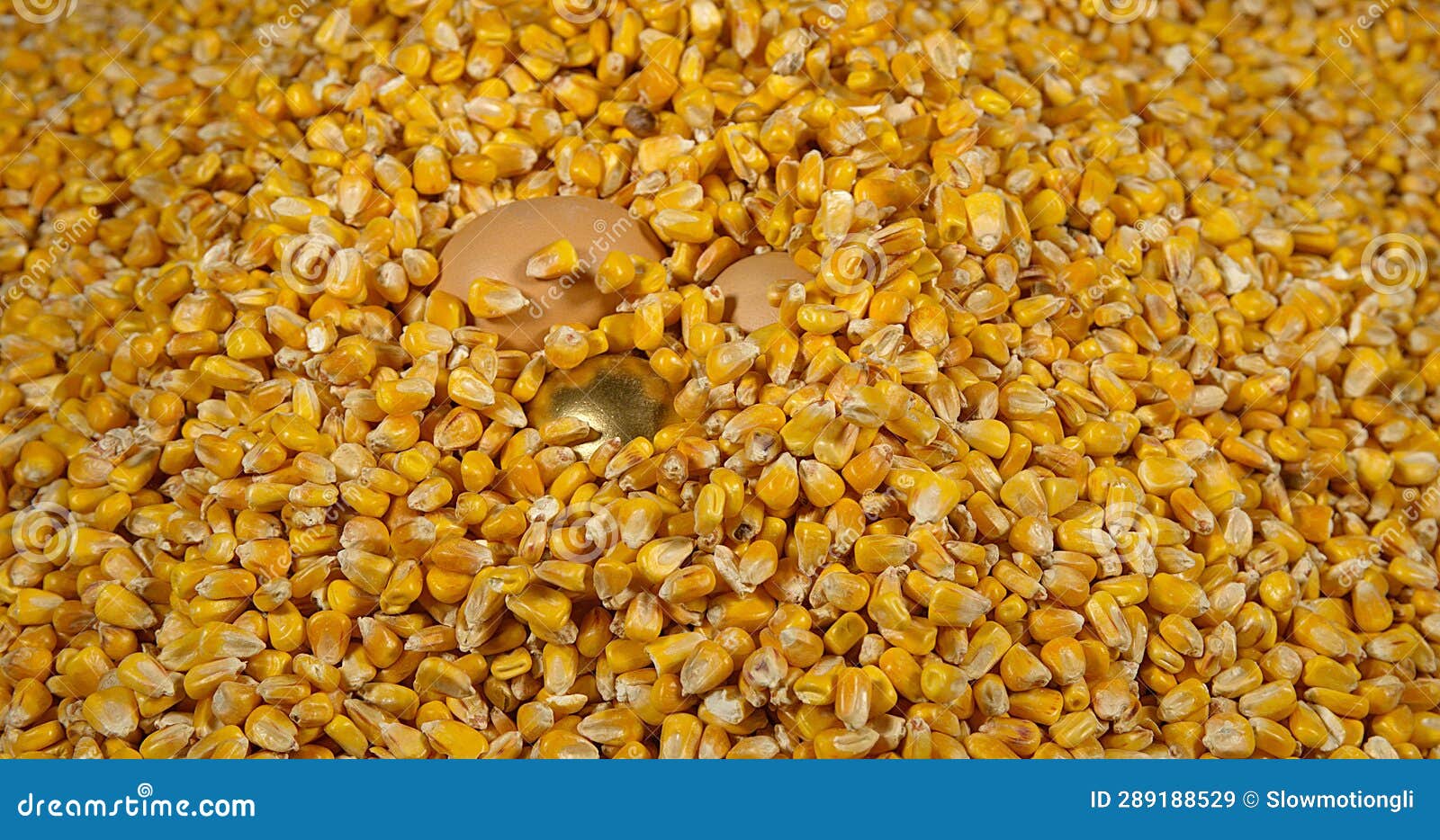 Golden Chicken Egg and Corn, Zea Mays Stock Image - Image of action ...