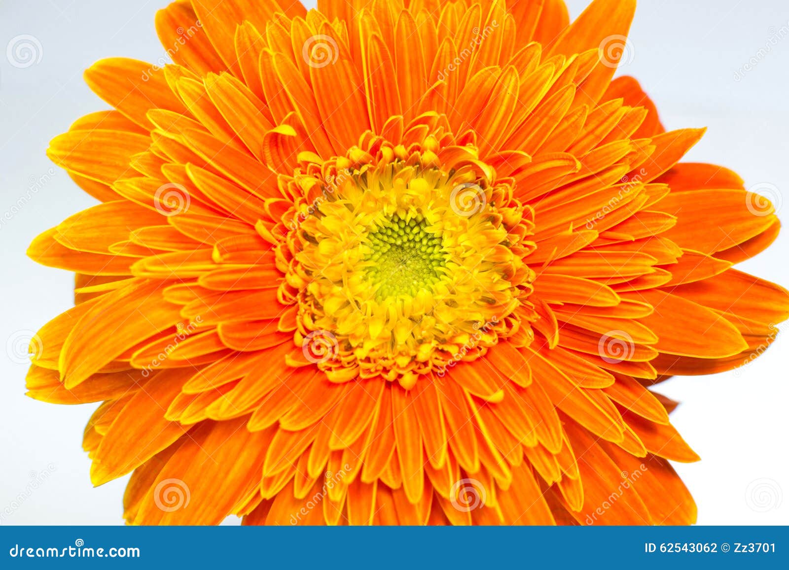 Golden Chrysanthemum Flower Stock Photo - Image of fresh, present: 62543062