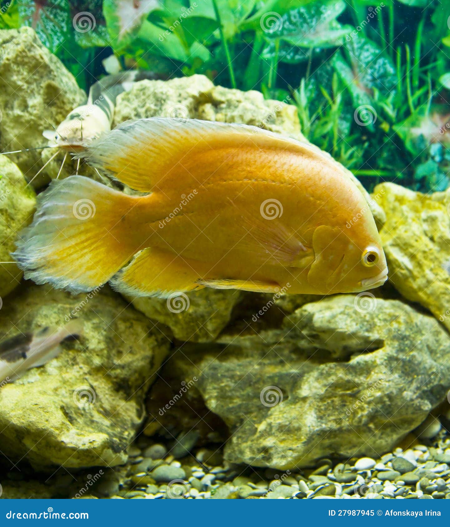 Golden cichlasoma stock image. Image of life, cichlasoma - 27987945