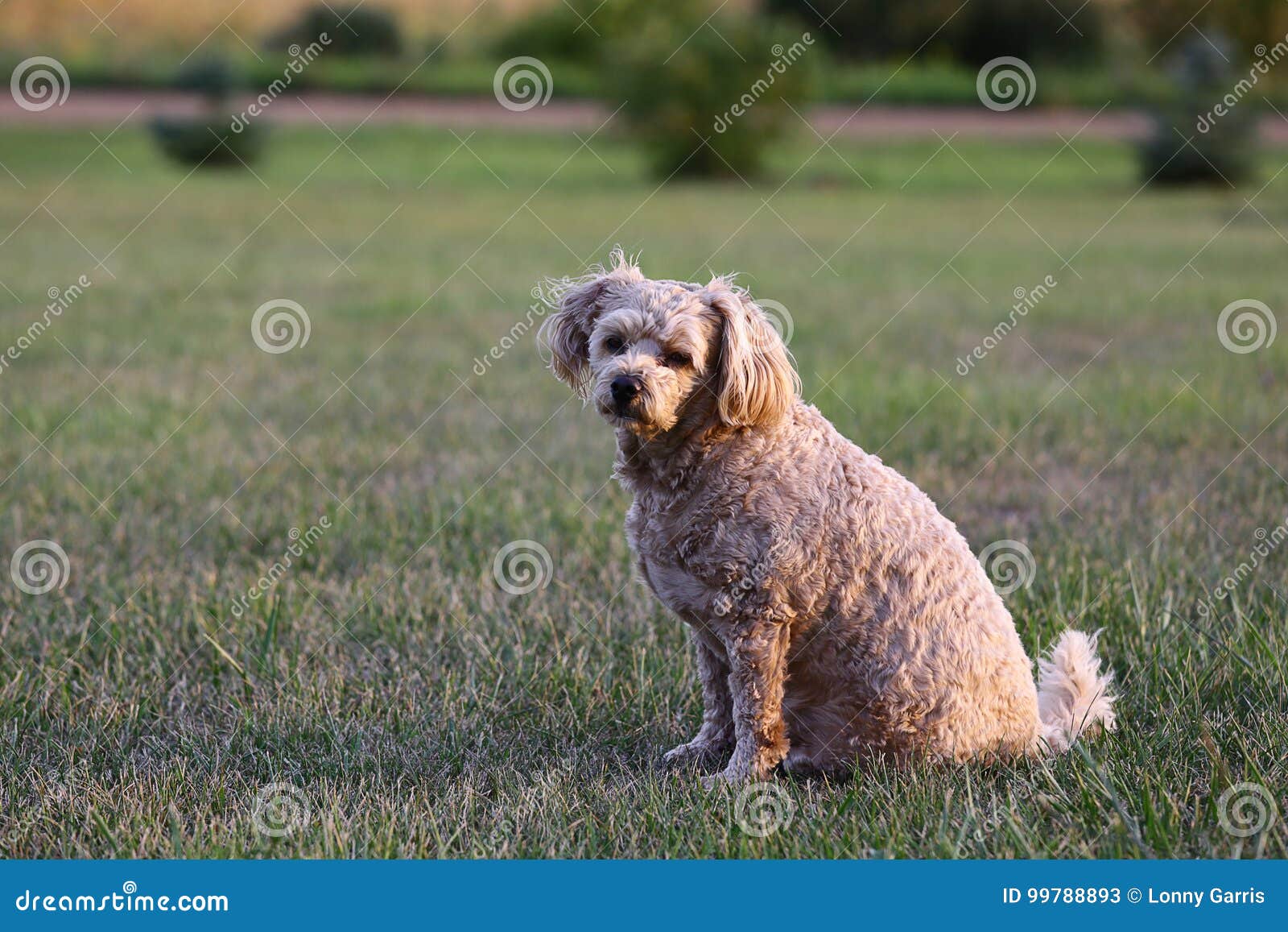 Cockapoo Dog Sitting in Meadow Stock Image - Image of bright, golden ...