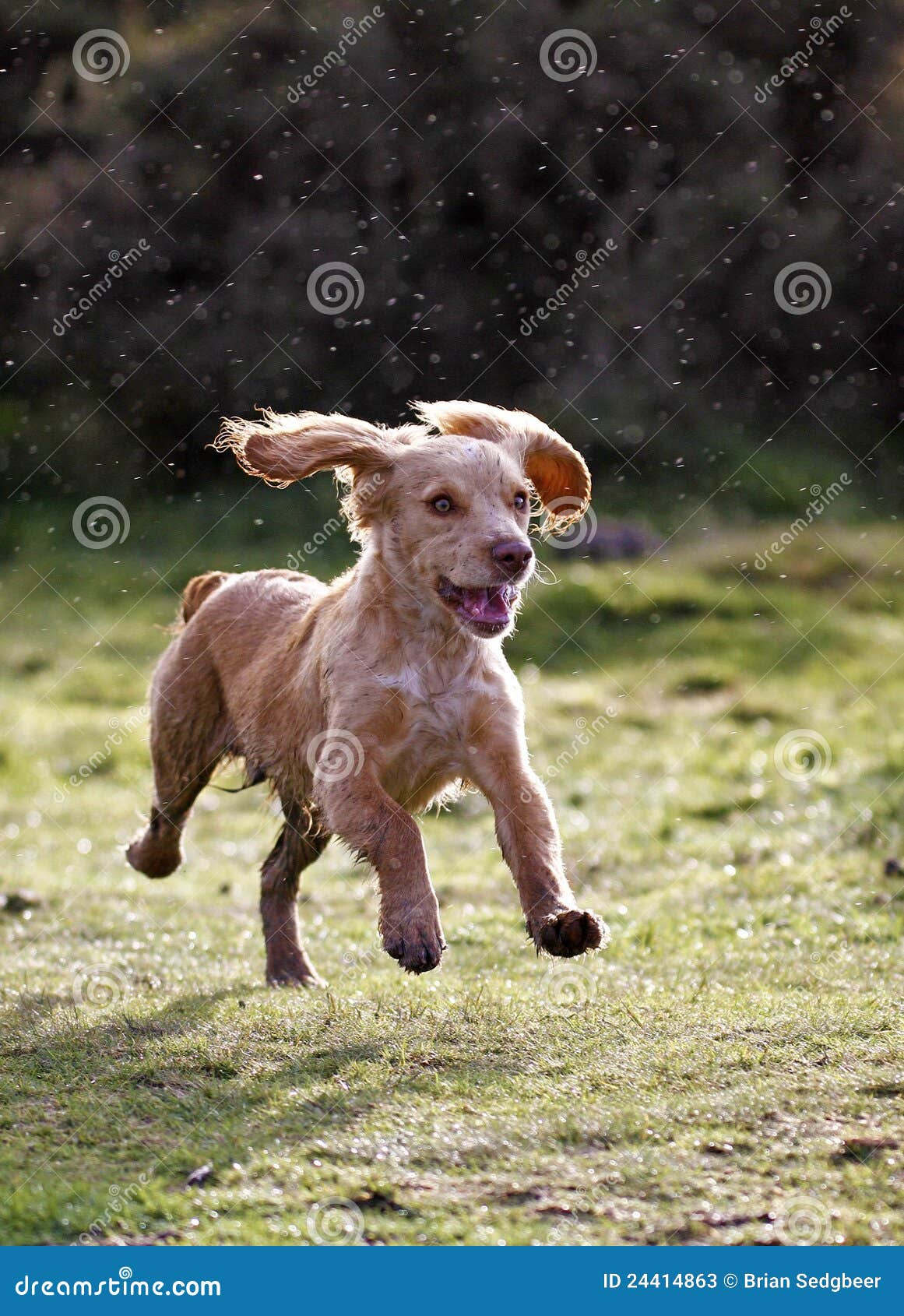 Golden Cocker Spaniel Puppy Stock Image - Image of golden, feet: 24414863