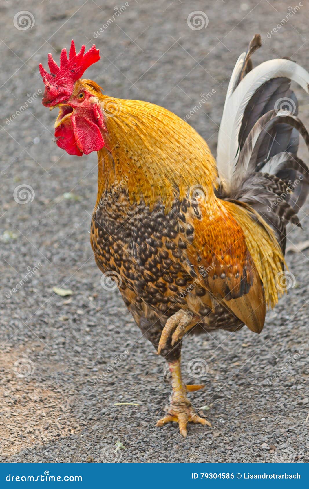 A Golden Cockerel Singing in the Farm Stock Photo - Image of animal ...