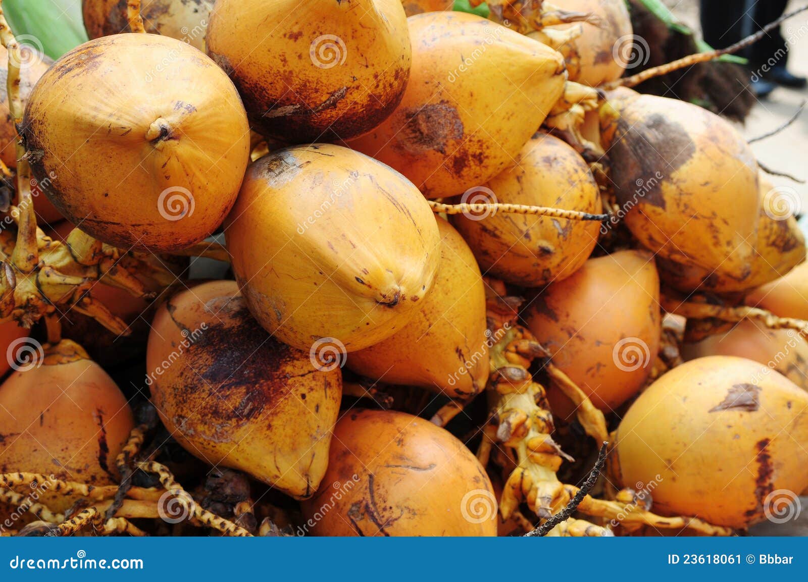 Golden coconut fruits stock image. Image of market, tropical - 23618061