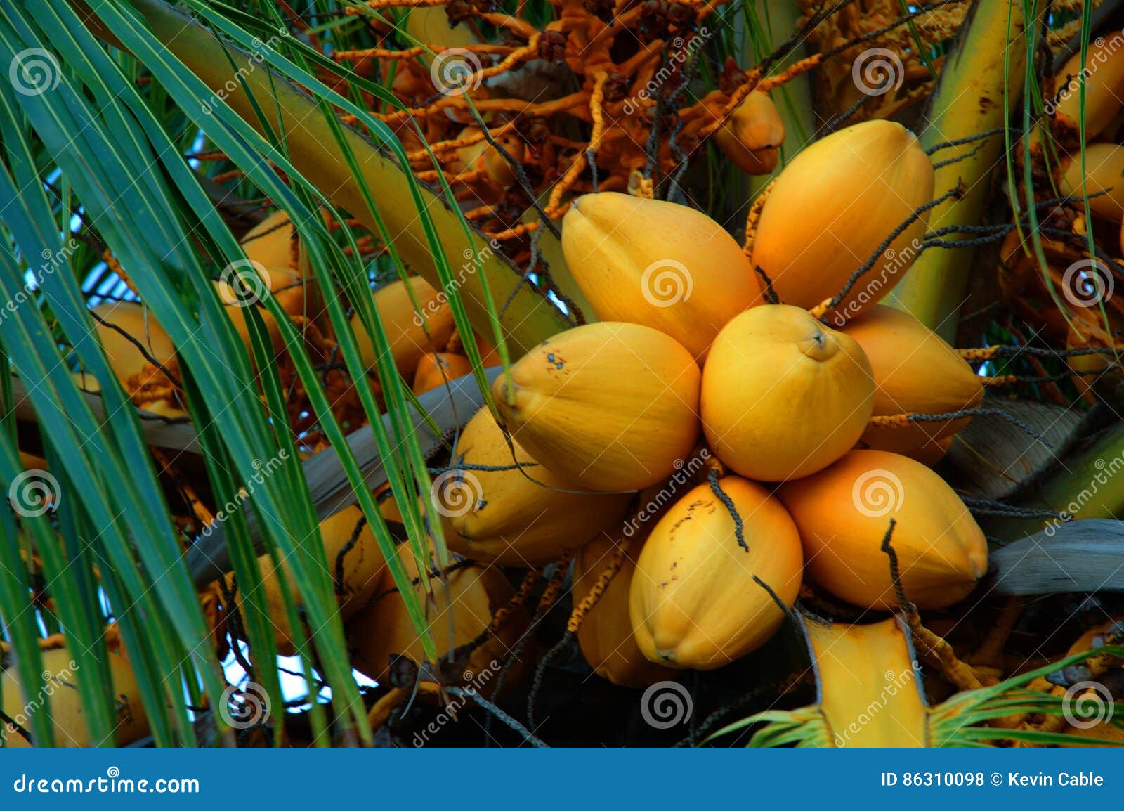 Golden coconuts stock photo. Image of frawns, tree, golden - 86310098