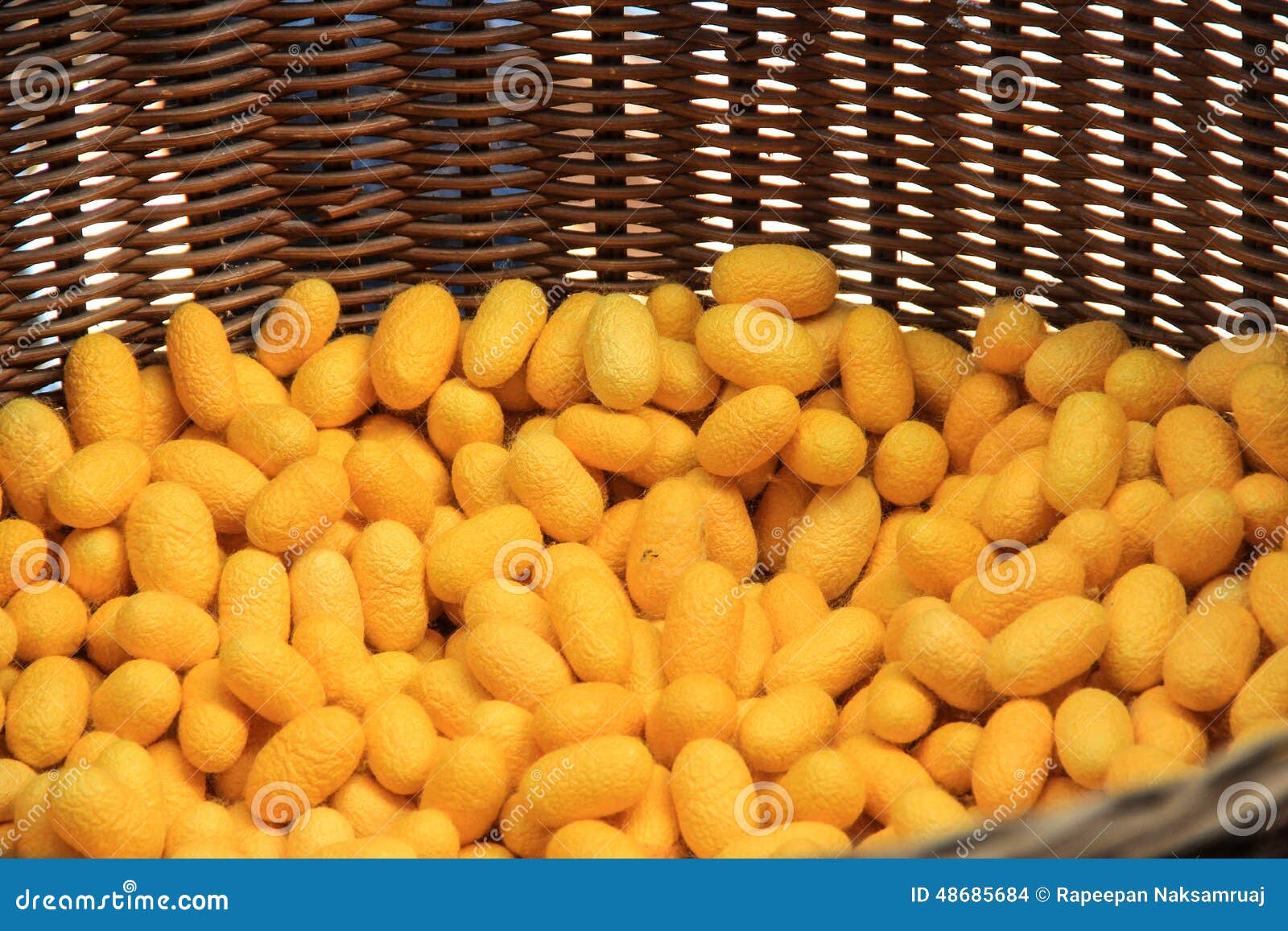 Golden cocoon in a basket stock photo. Image of larva - 48685684