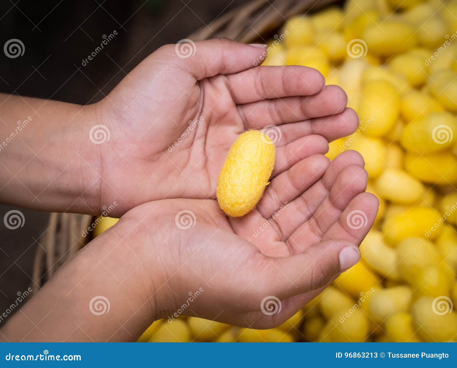 Golden cocoon on hand. stock image. Image of silky, industry - 96863213
