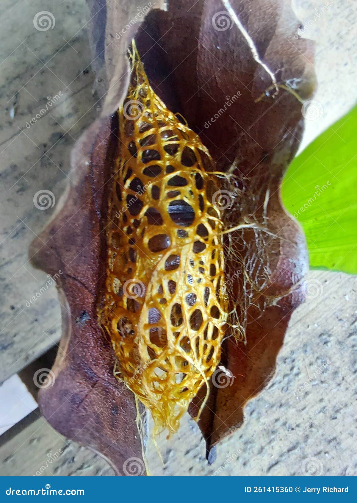 Golden Cocoon in North Sulawesi Stock Photo - Image of golden, animal ...