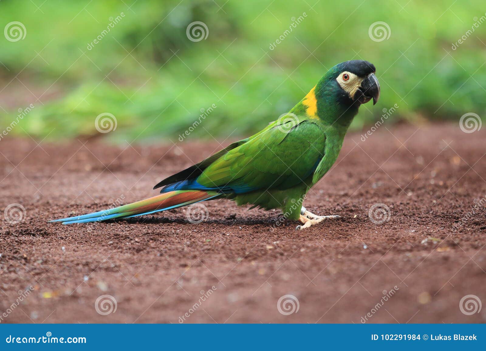 Yellow Collared Macaw