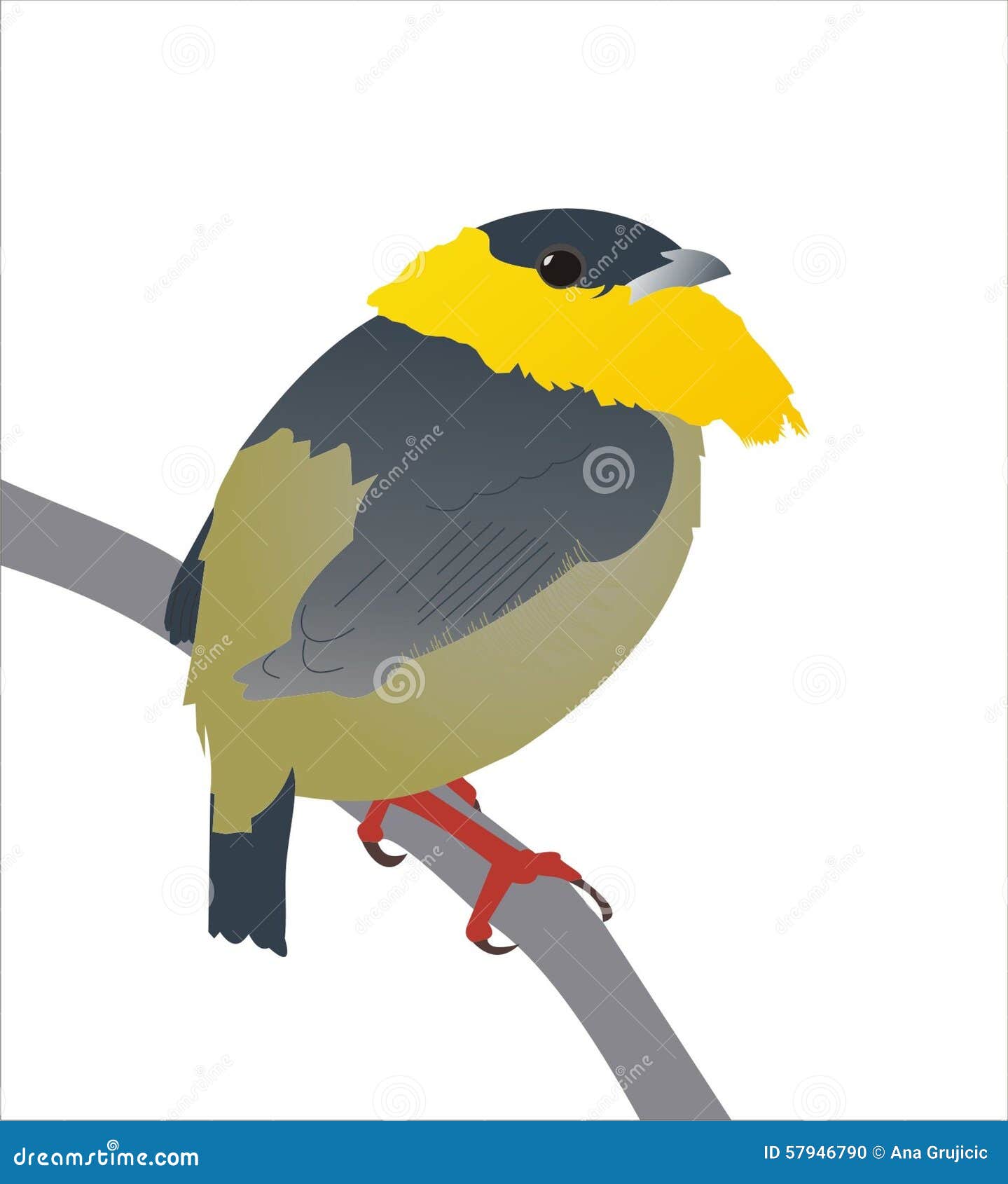 Golden-collared Manakin stock illustration. Illustration of black ...