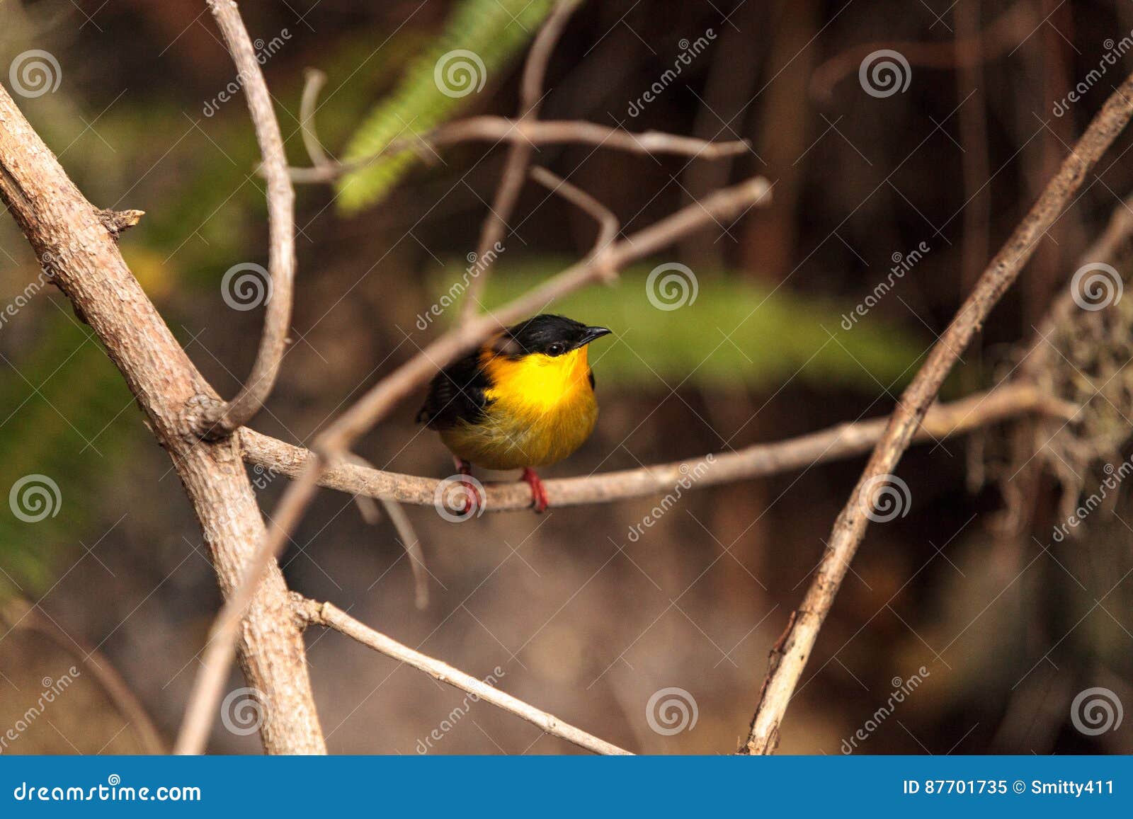 Golden Collared Manakin Known As Manacus Vitellinus Stock Image - Image ...