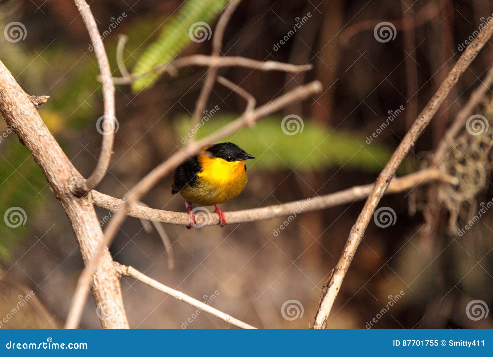 Golden Collared Manakin Known As Manacus Vitellinus Stock Image - Image ...