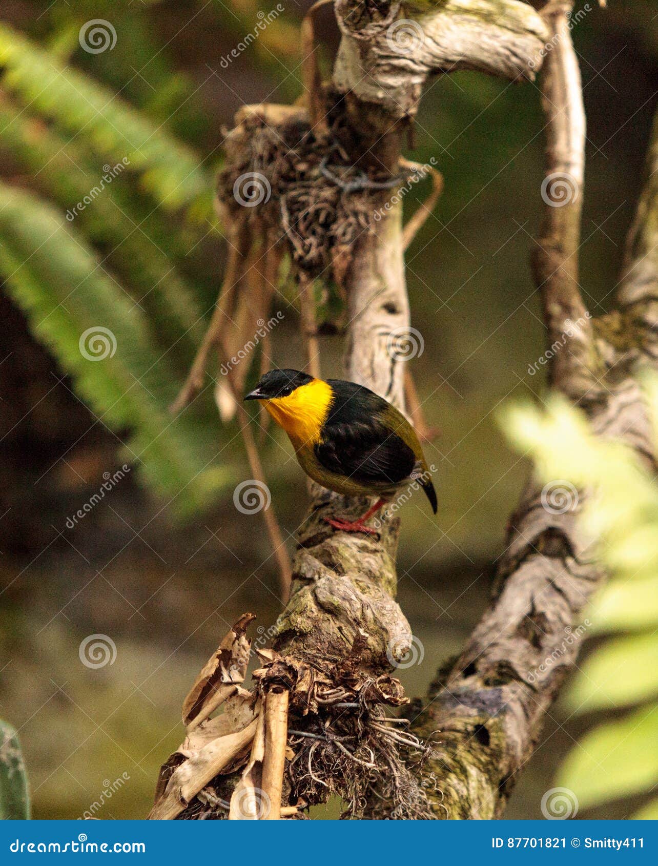 Golden Collared Manakin Known As Manacus Vitellinus Stock Image - Image ...