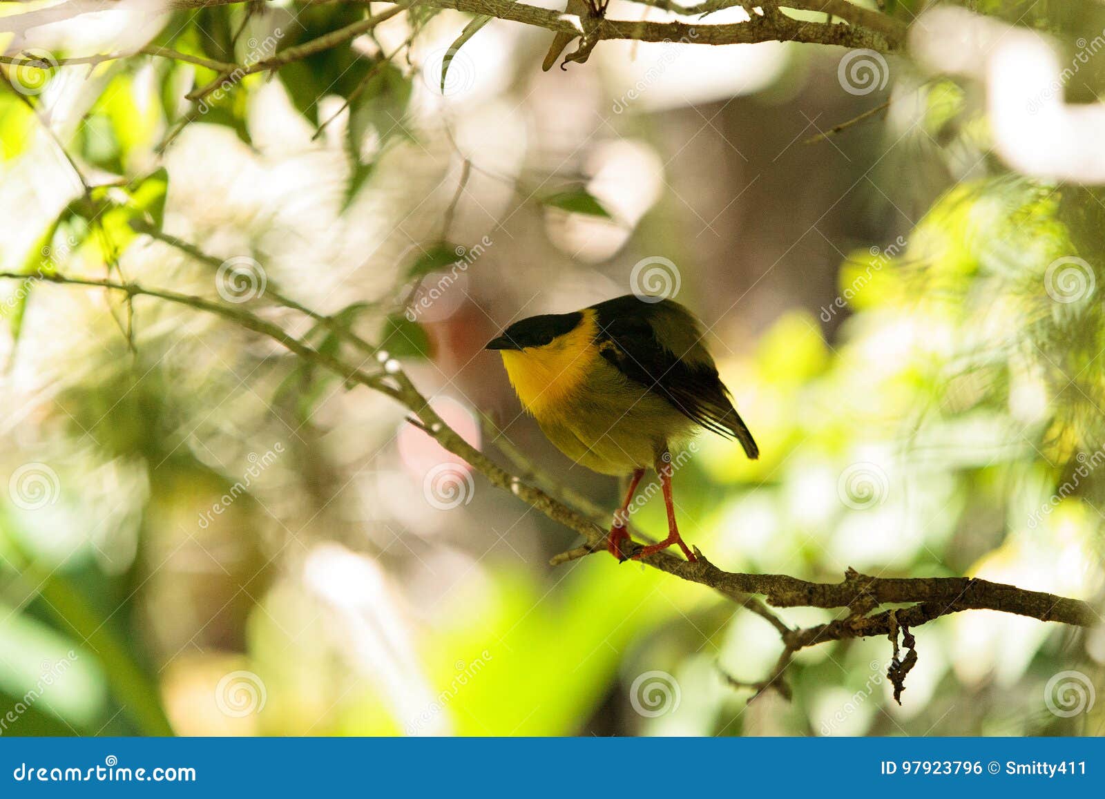 Golden Collared Manakin Known As Manacus Vitellinus Stock Photo - Image ...