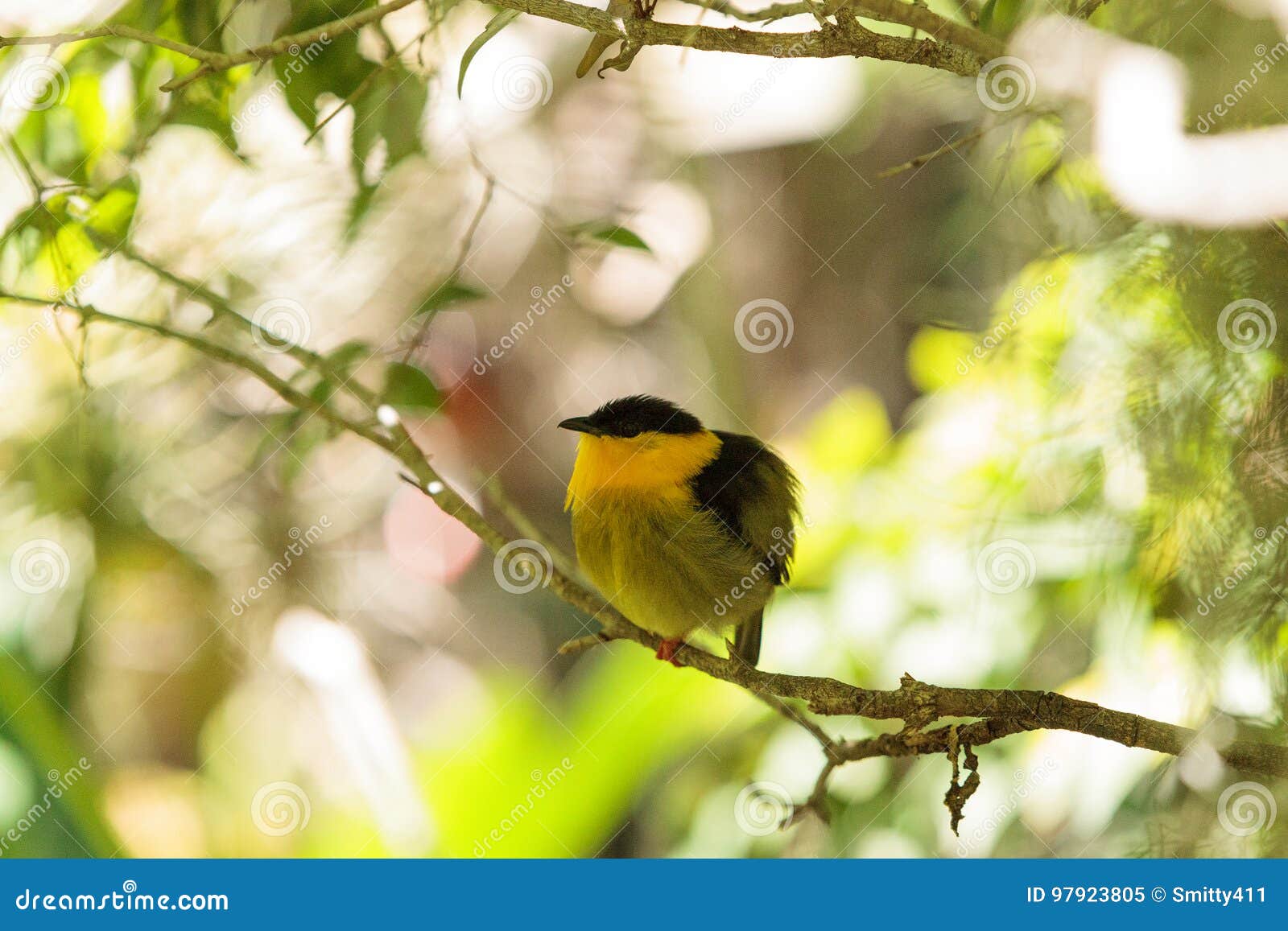Golden Collared Manakin Known As Manacus Vitellinus Stock Photos - Free ...