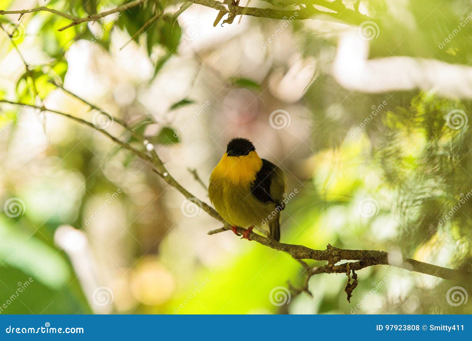 Golden Collared Manakin Known As Manacus Vitellinus Stock Photo - Image ...