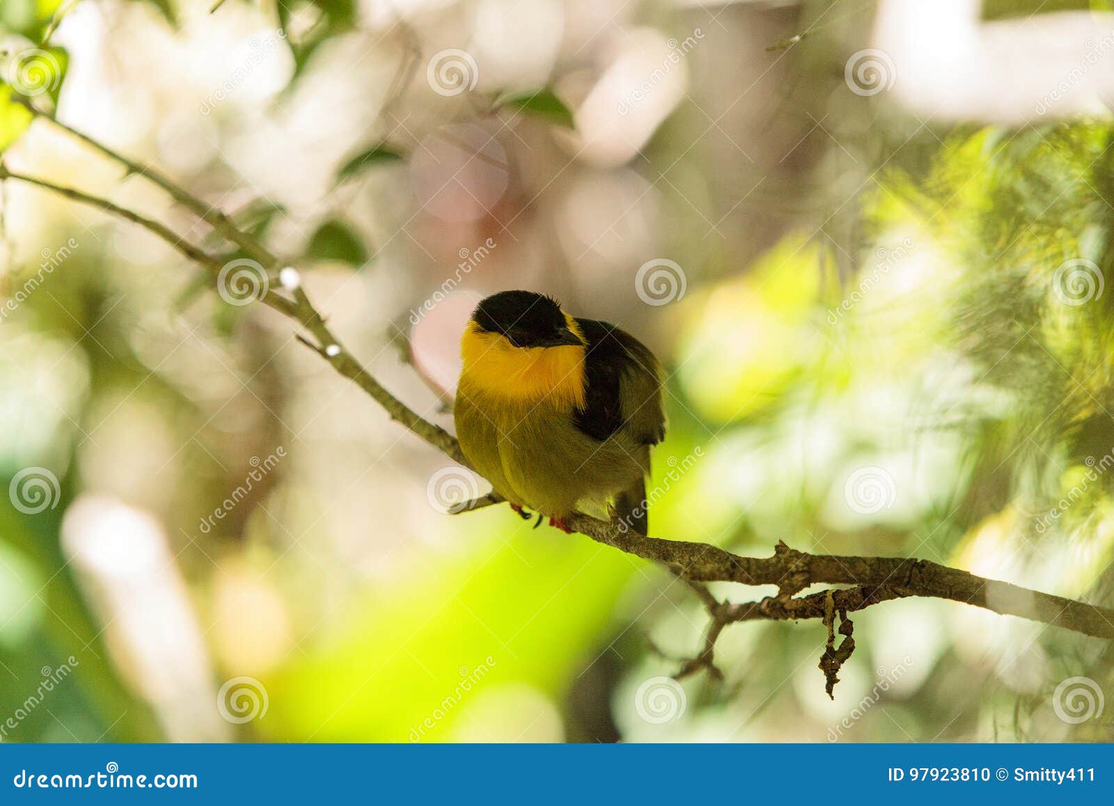 Golden Collared Manakin Known As Manacus Vitellinus Stock Photo - Image ...