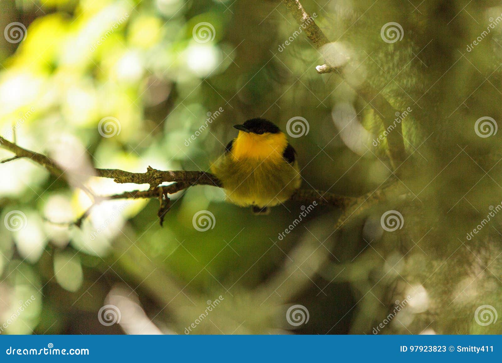 Golden Collared Manakin Known As Manacus Vitellinus Stock Image - Image ...