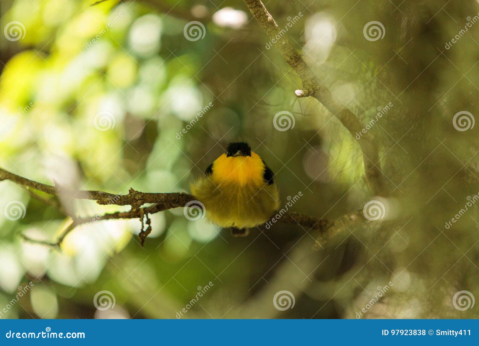 Golden Collared Manakin Known As Manacus Vitellinus Stock Photo - Image ...