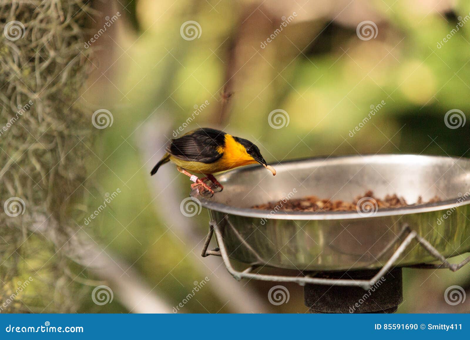 Golden Collared Manakin Manacus Vitellinus Stock Photo - Image of ...