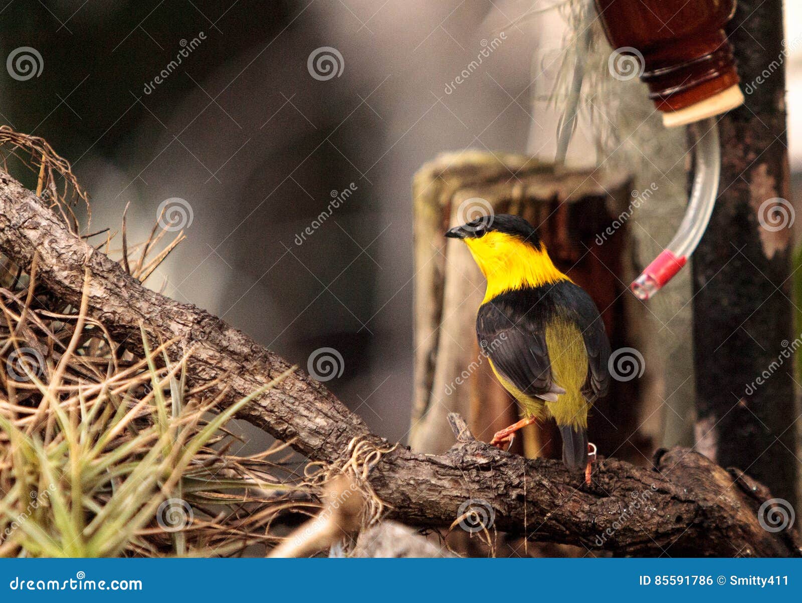 Golden Collared Manakin Manacus Vitellinus Stock Photo - Image of wing ...